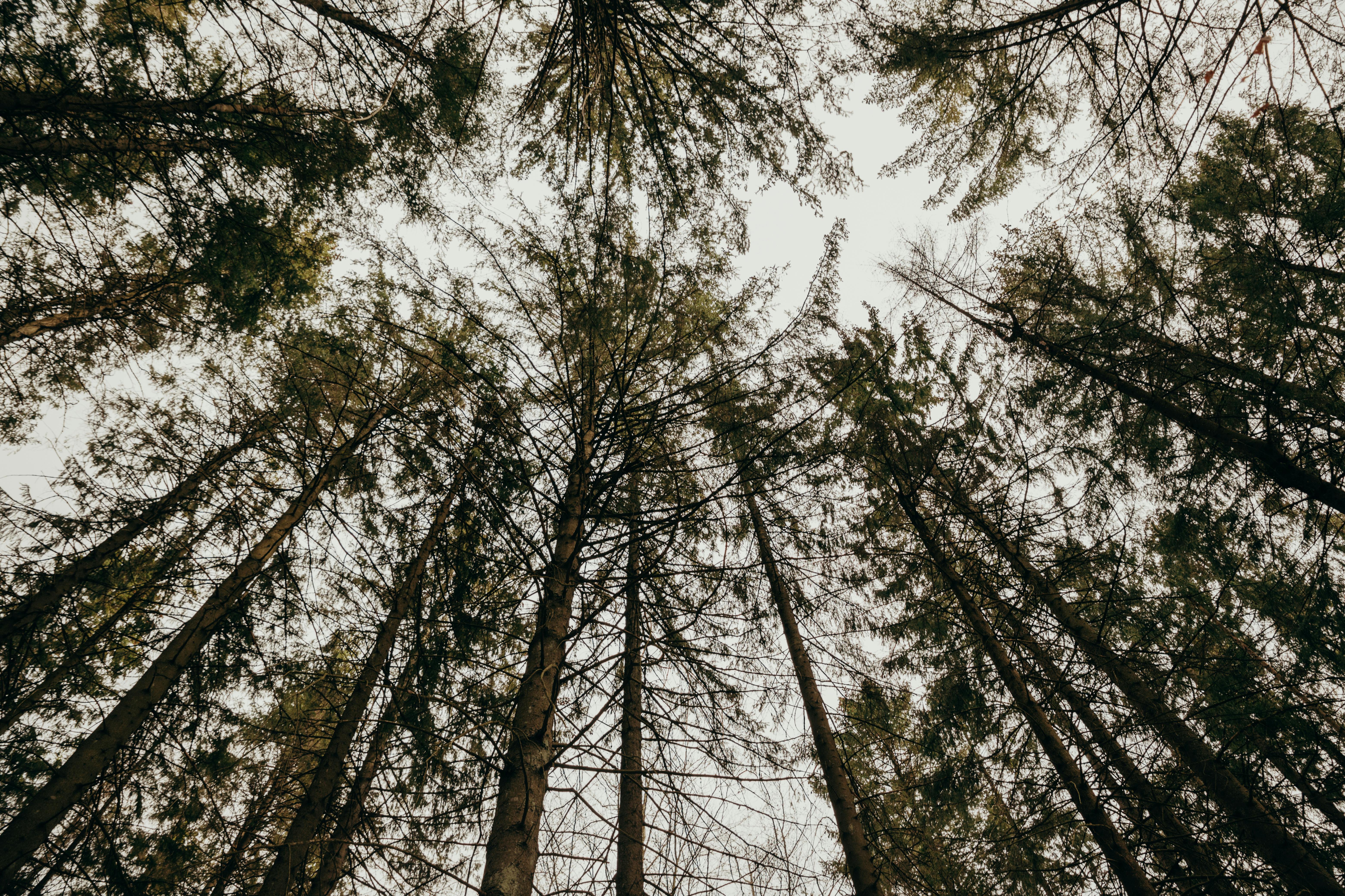 Low Angle Photography of Trees · Free Stock Photo
