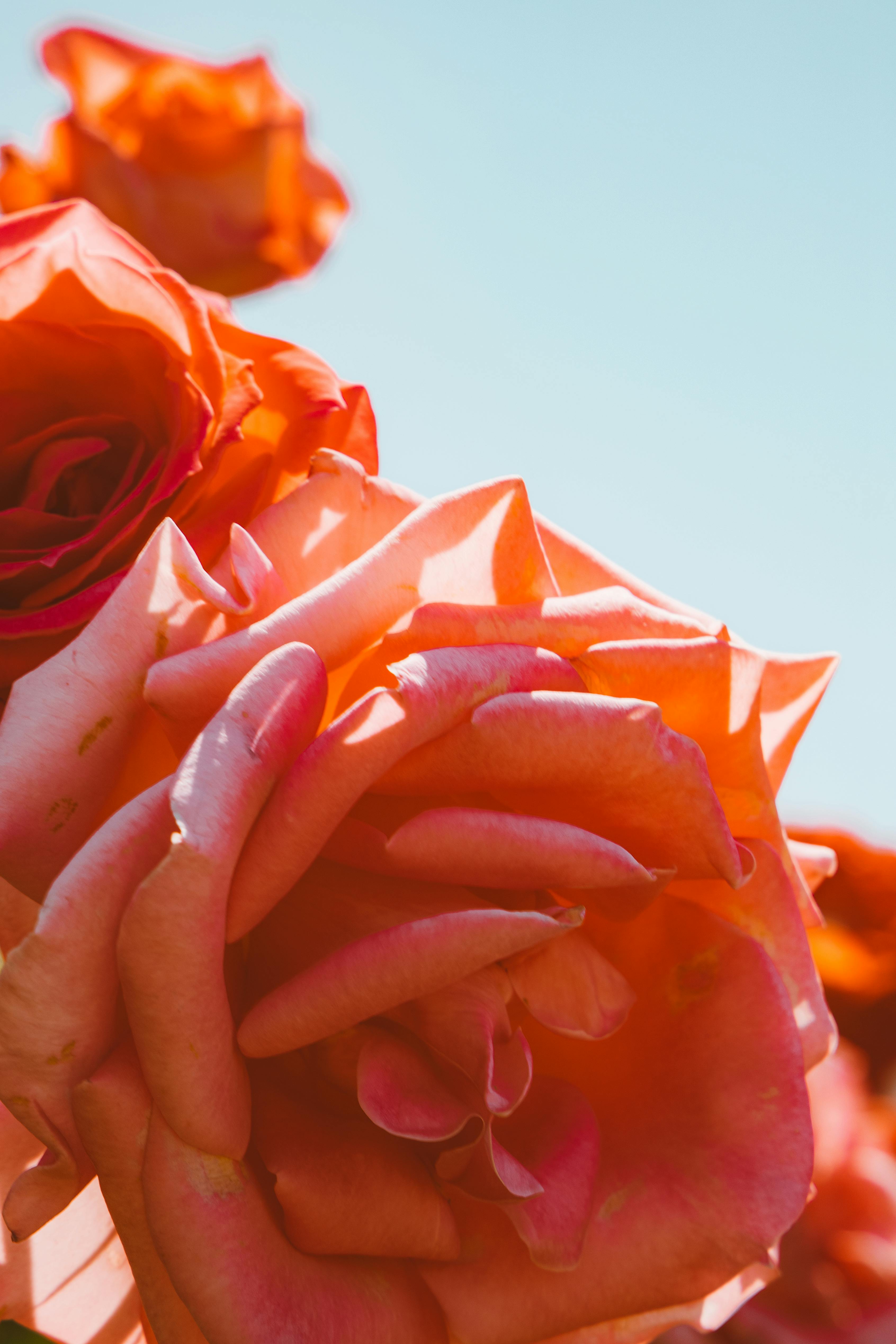 Beautiful Red Roses in Bloom · Free Stock Photo