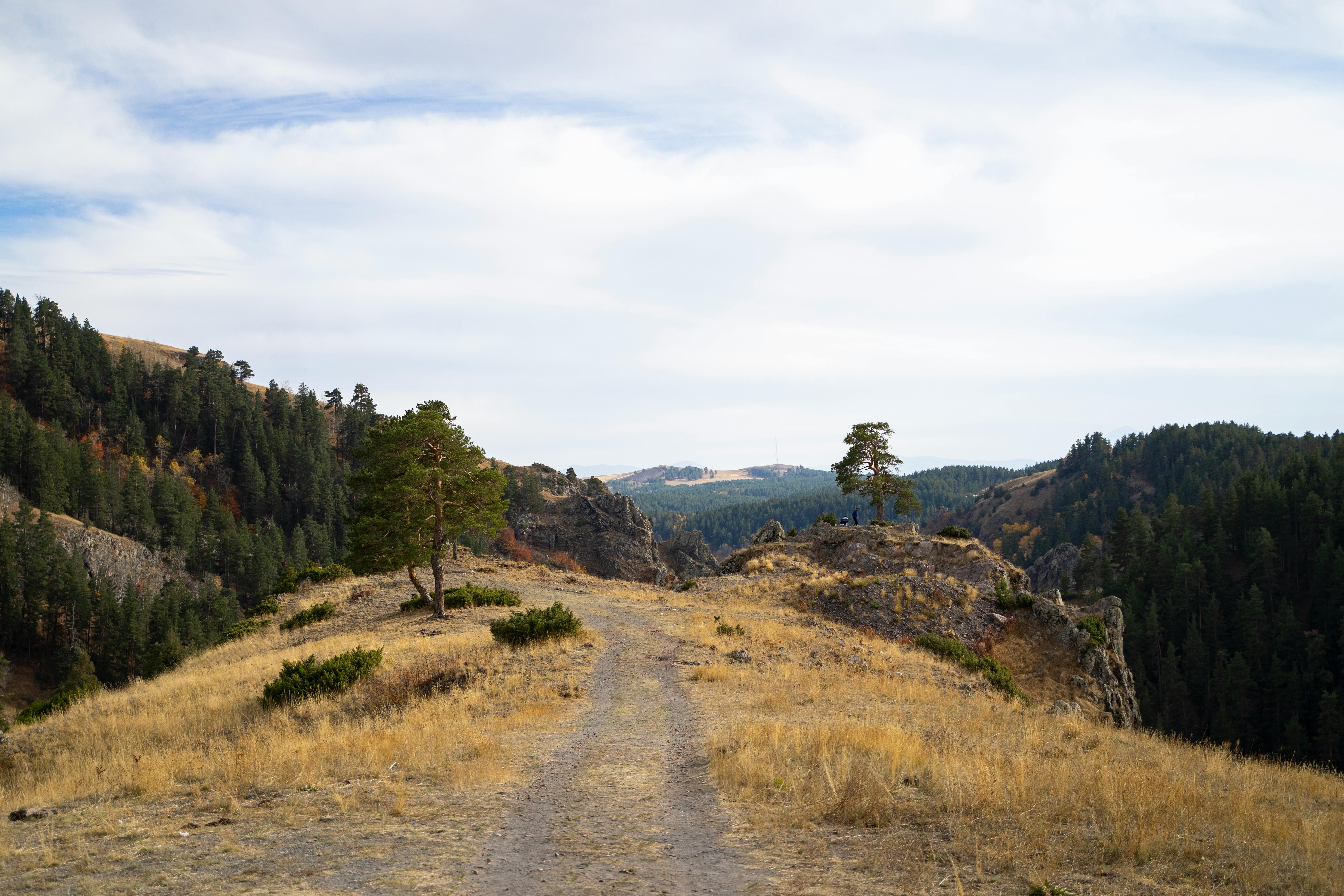 Dry Grass and Forest in Mountainous Area · Free Stock Photo