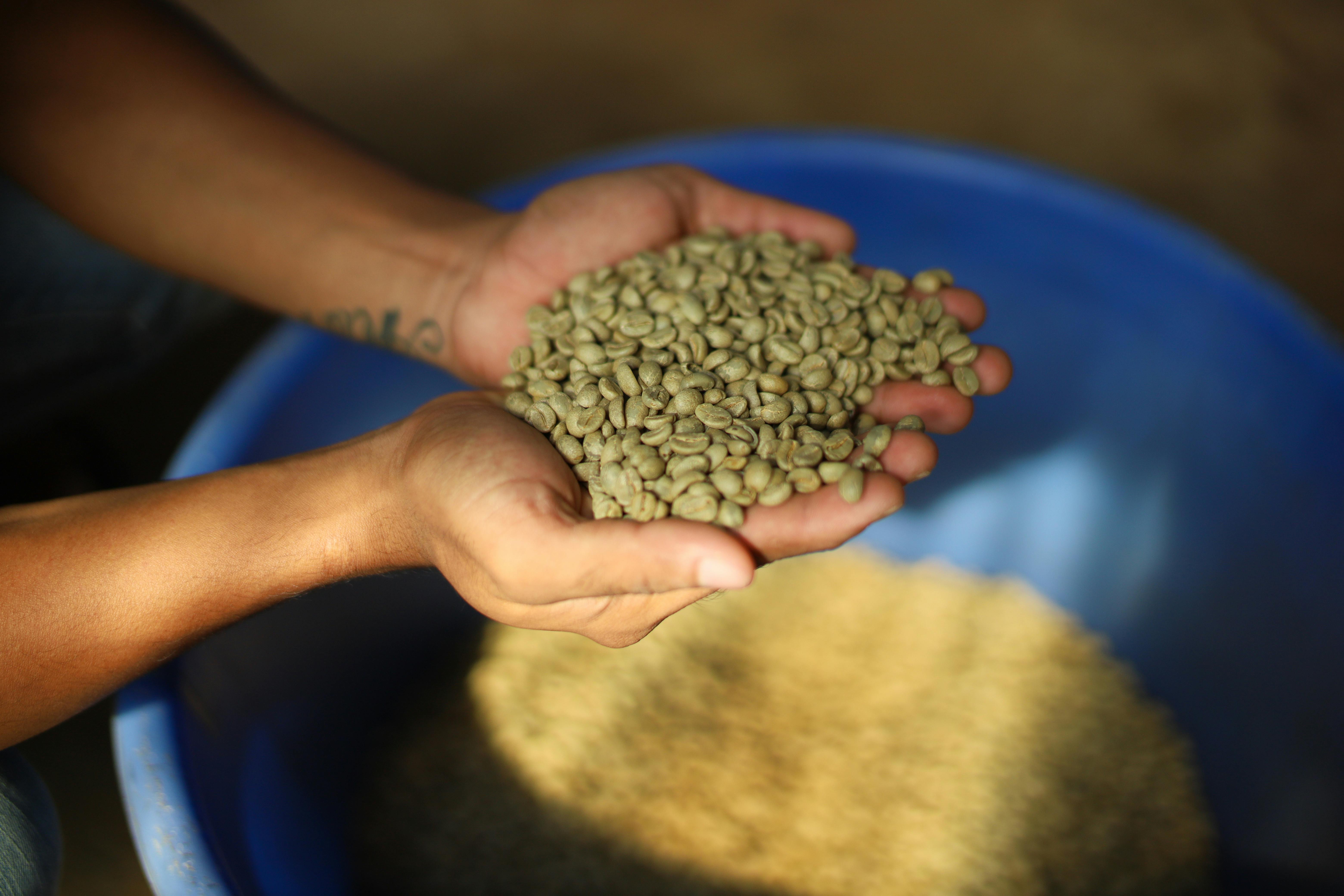 Hands Holding Beans · Free Stock Photo