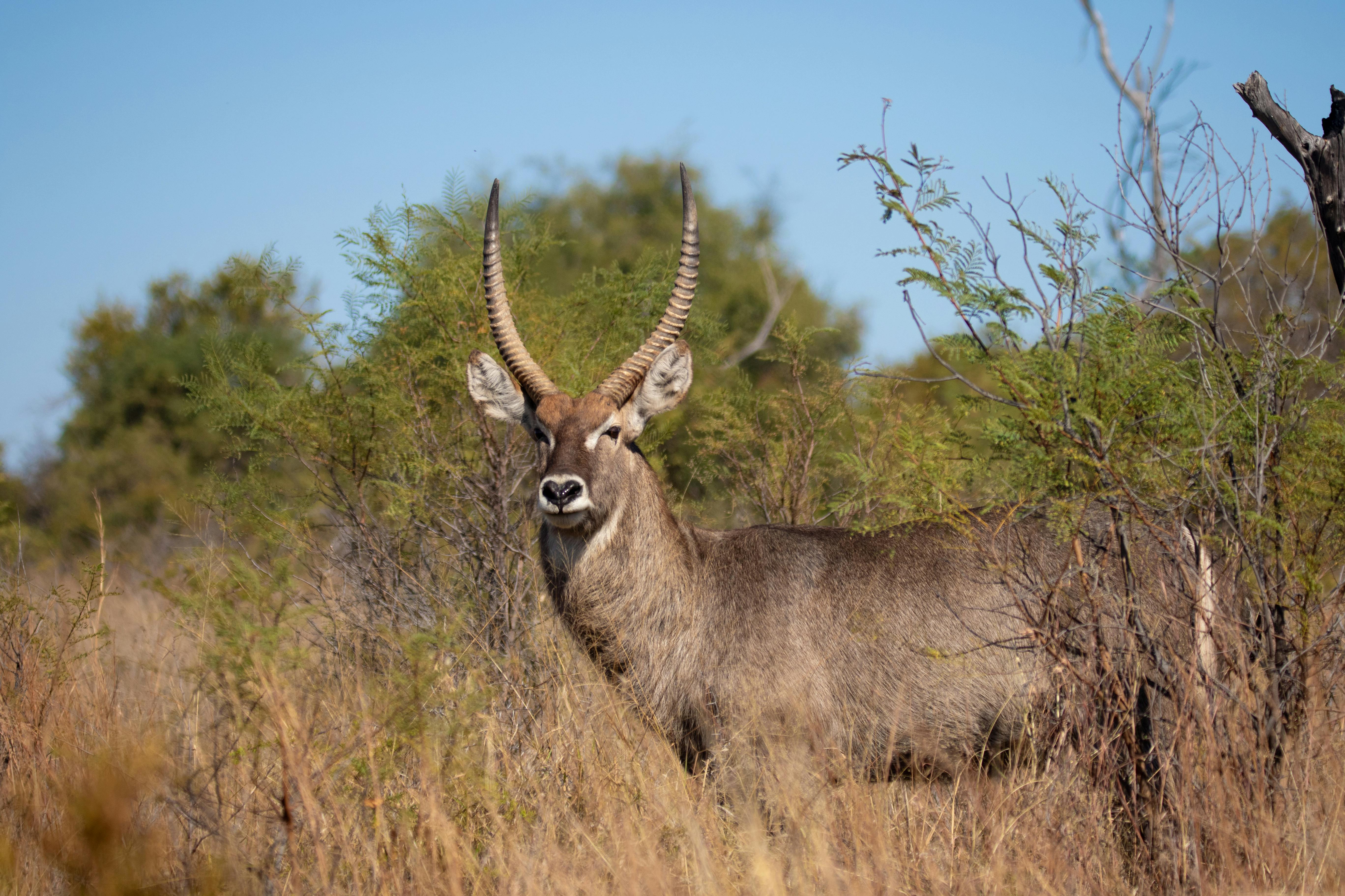 Waterbuck Photos, Download The BEST Free Waterbuck Stock Photos & HD Images
