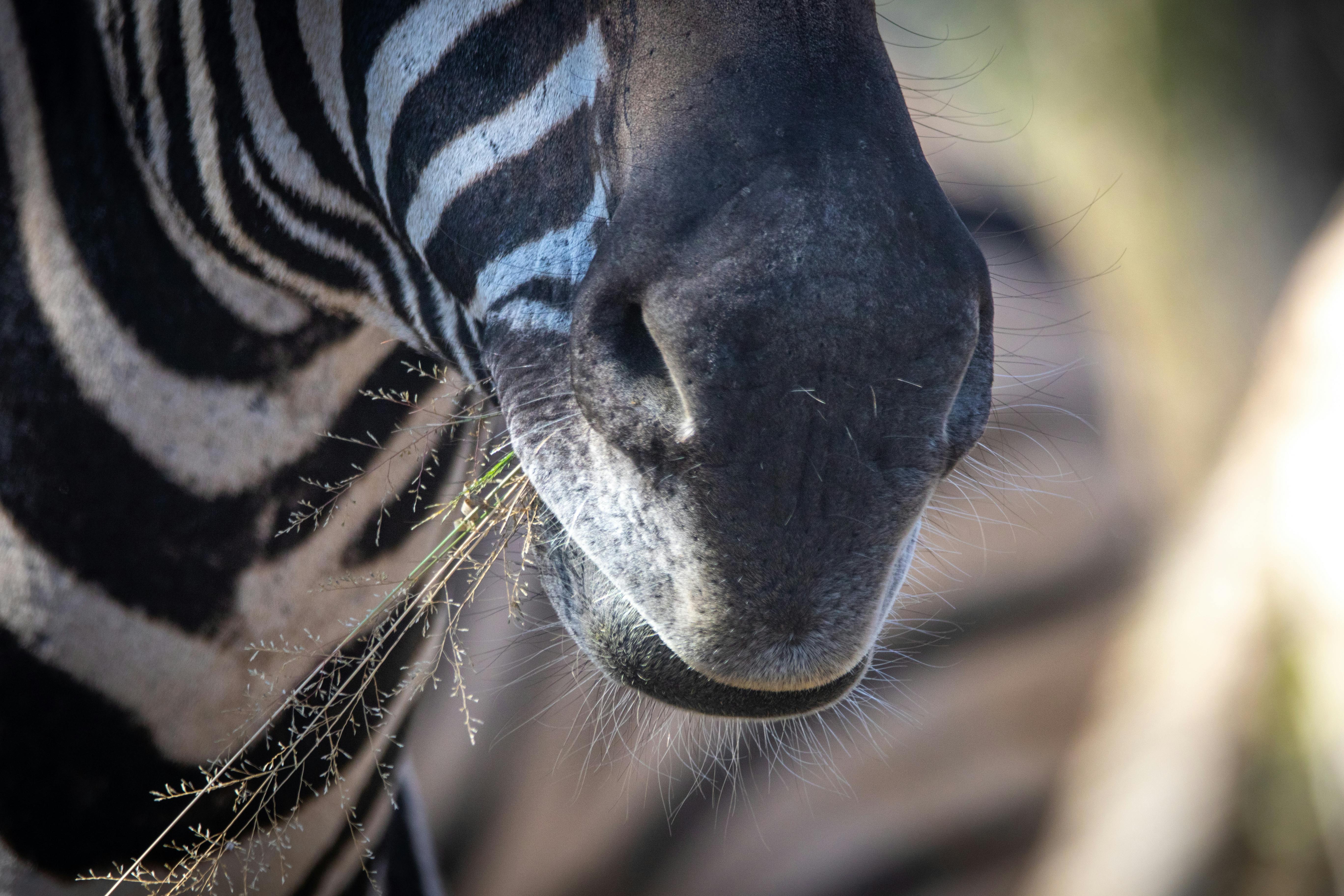 Close Up Photo of a Zebra's Snout · Free Stock Photo