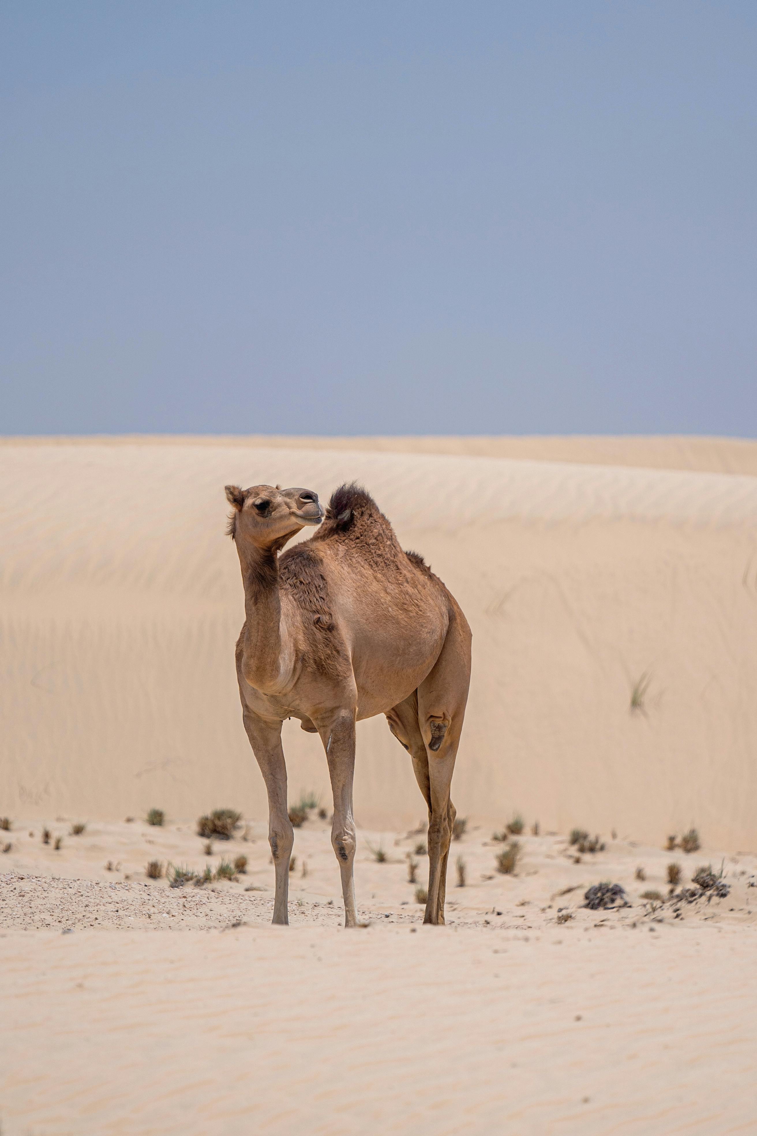Camels on a Desert · Free Stock Photo
