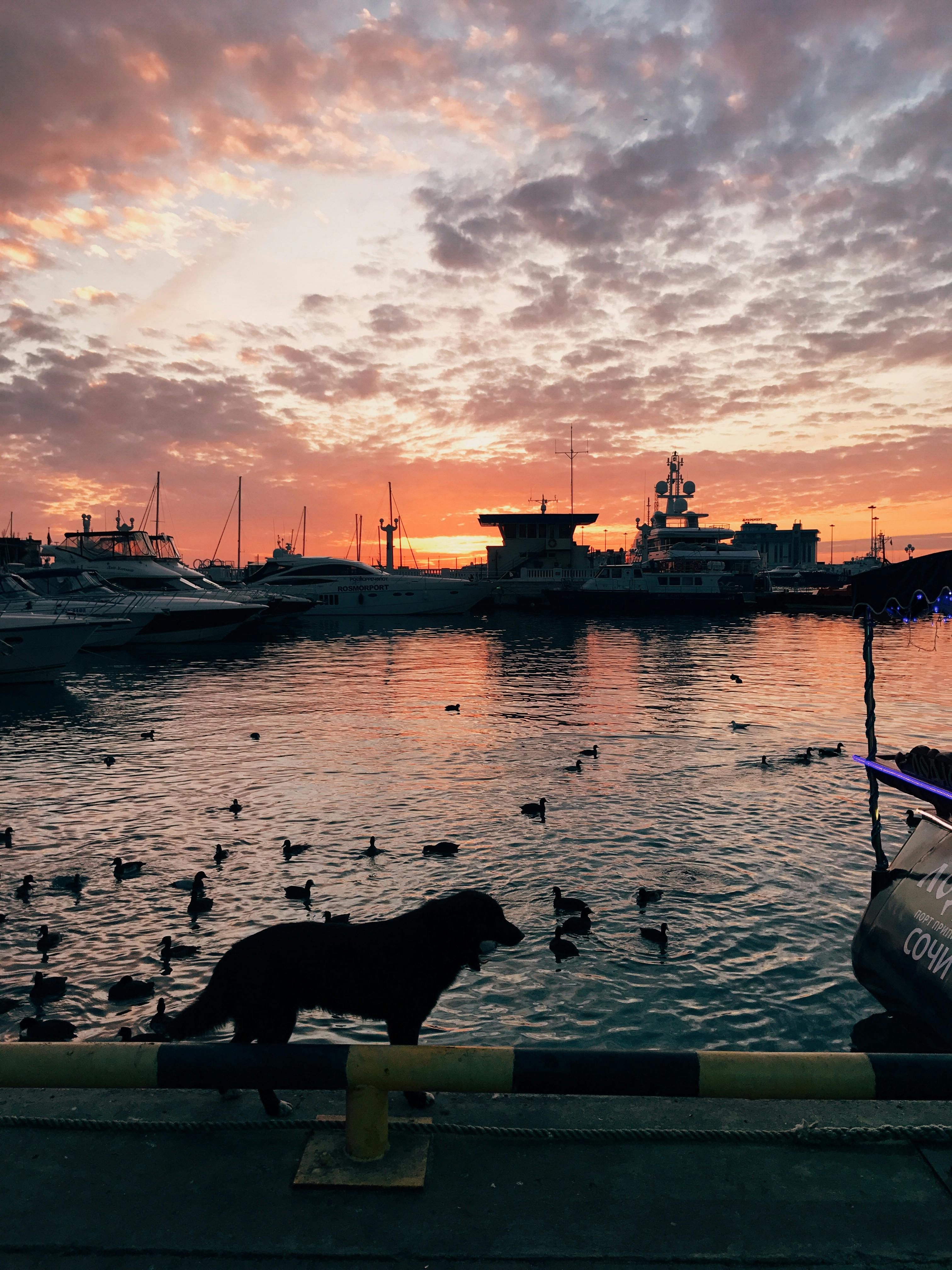 Marina Dog Photos, Download The BEST Free Marina Dog Stock Photos & HD ...