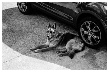 German Shepherd Military Dogs: WWII to Present Day Service