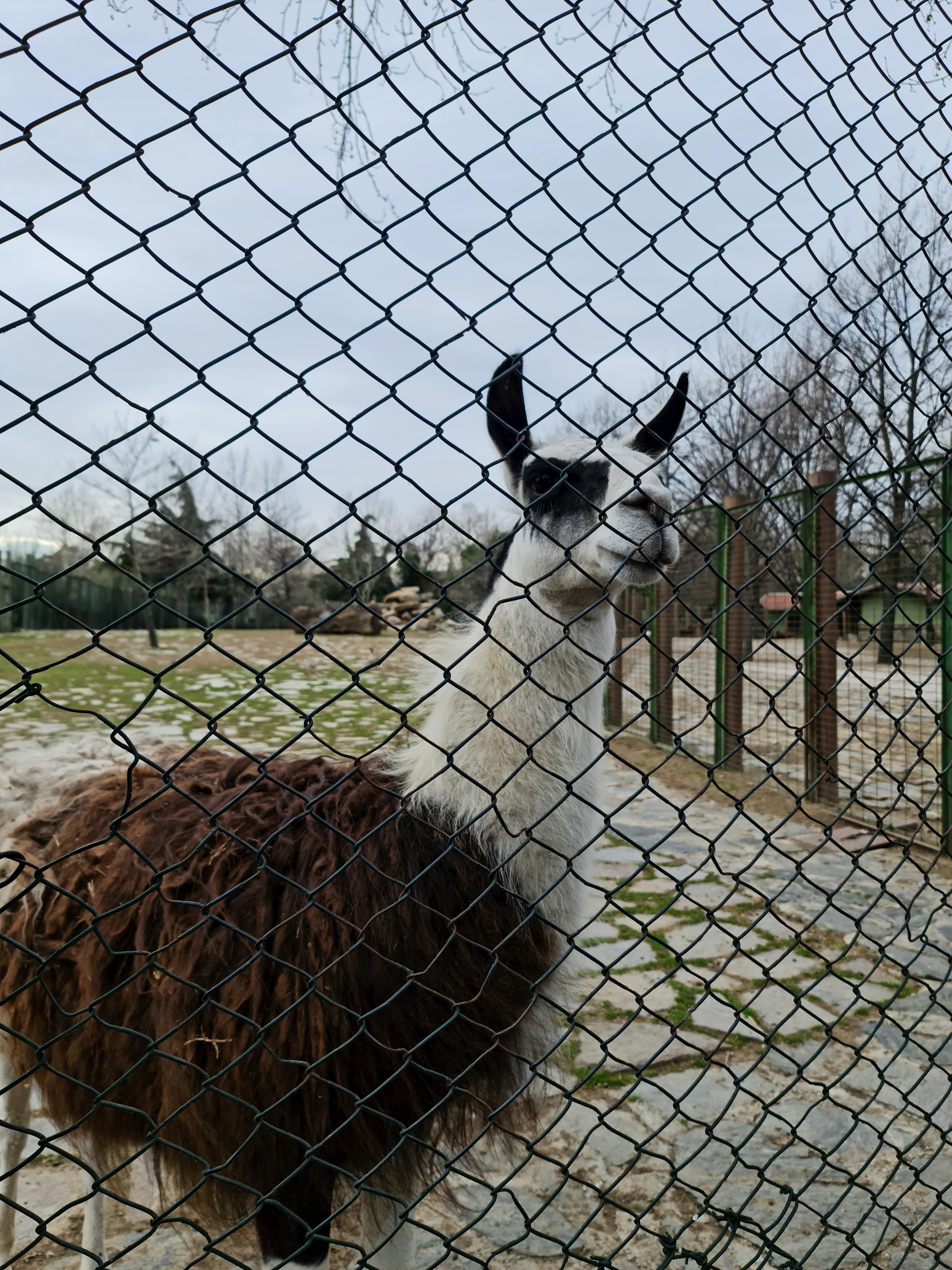 White and Brown Llama Behind Metal Fence · Free Stock Photo