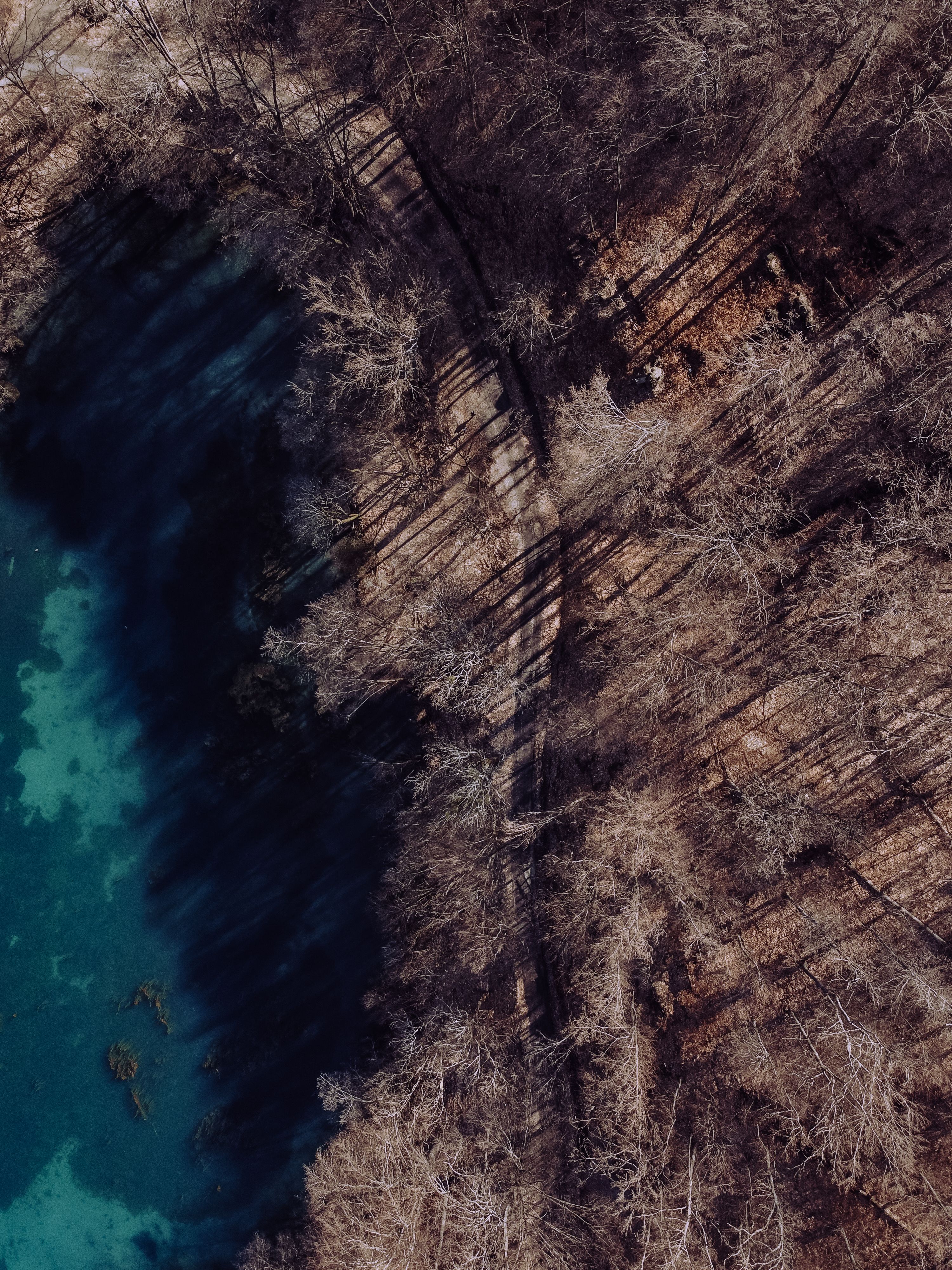 Aerial Shot of Trees Near a Lake · Free Stock Photo