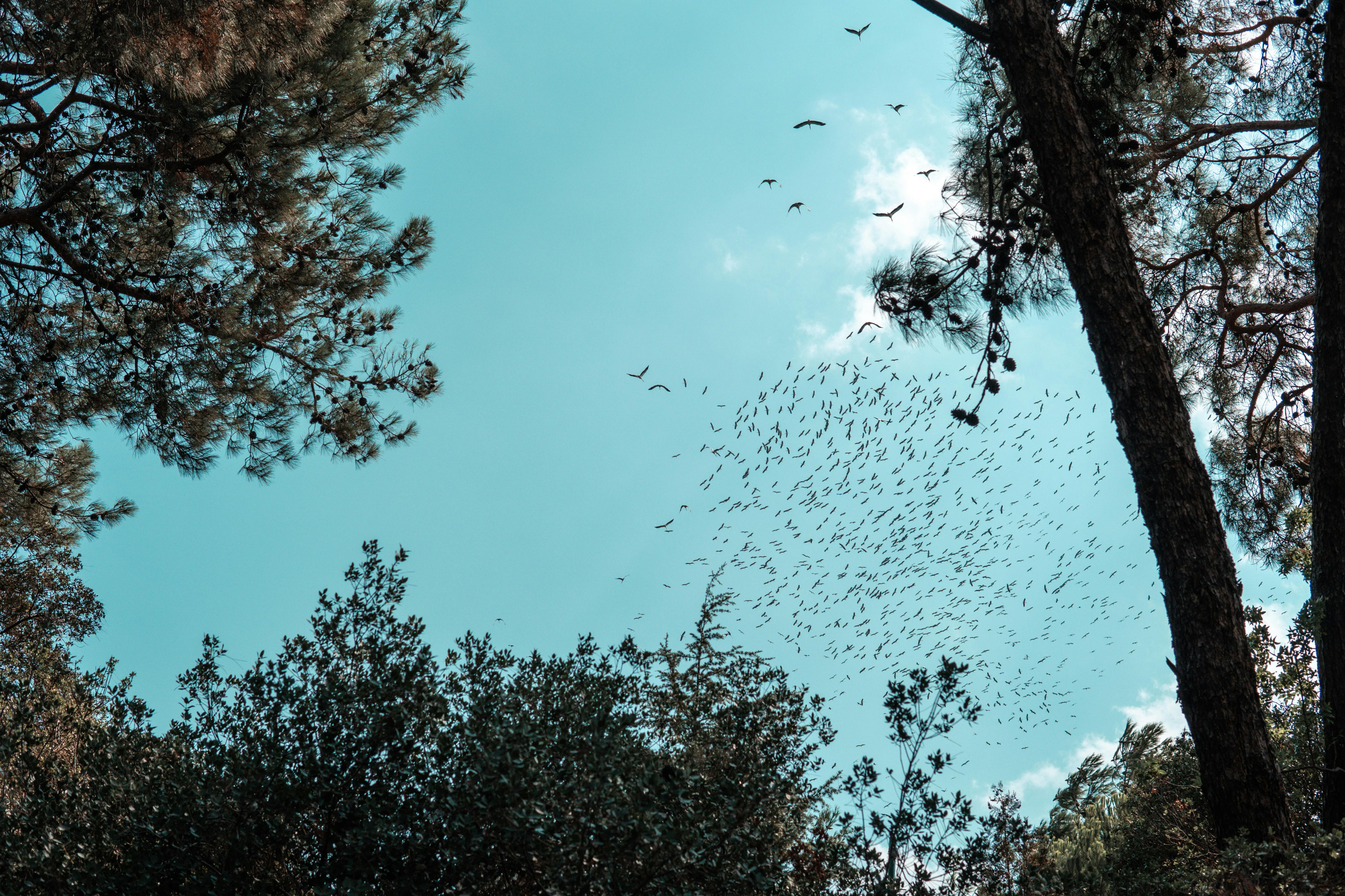 Flock of Birds Over Tree Crowns · Free Stock Photo