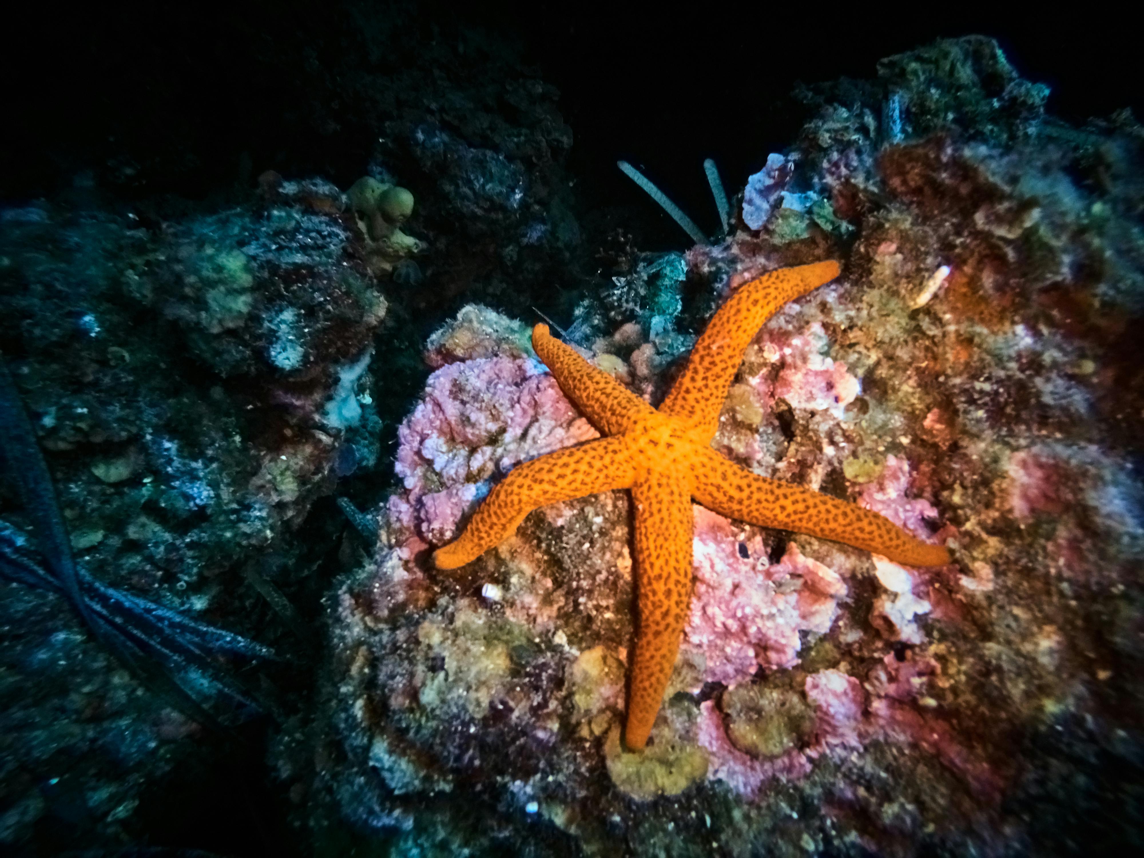 Starfish Underwater Photos, Download Free Starfish Underwater Stock ...