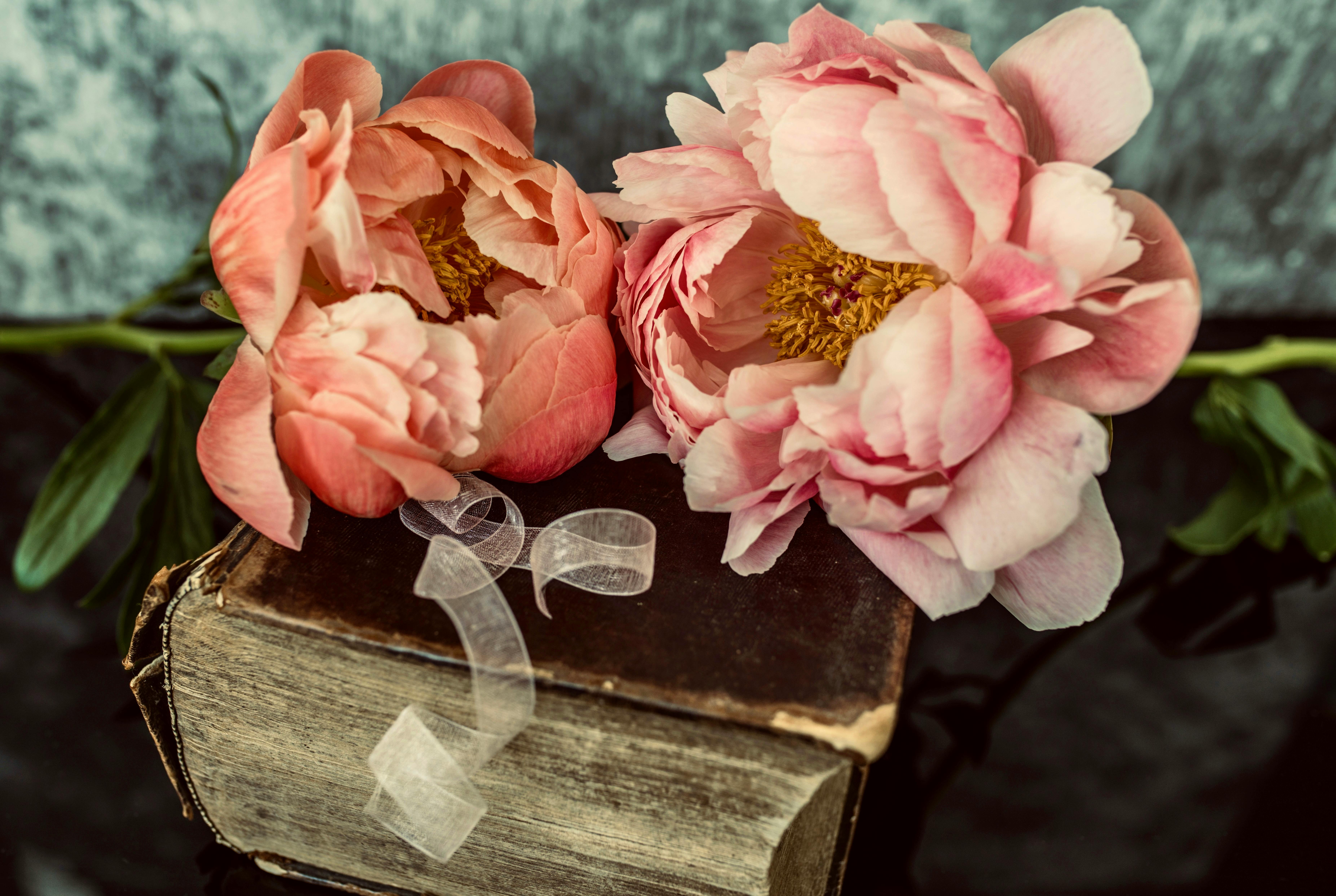 A Pink Flowers on the Book · Free Stock Photo