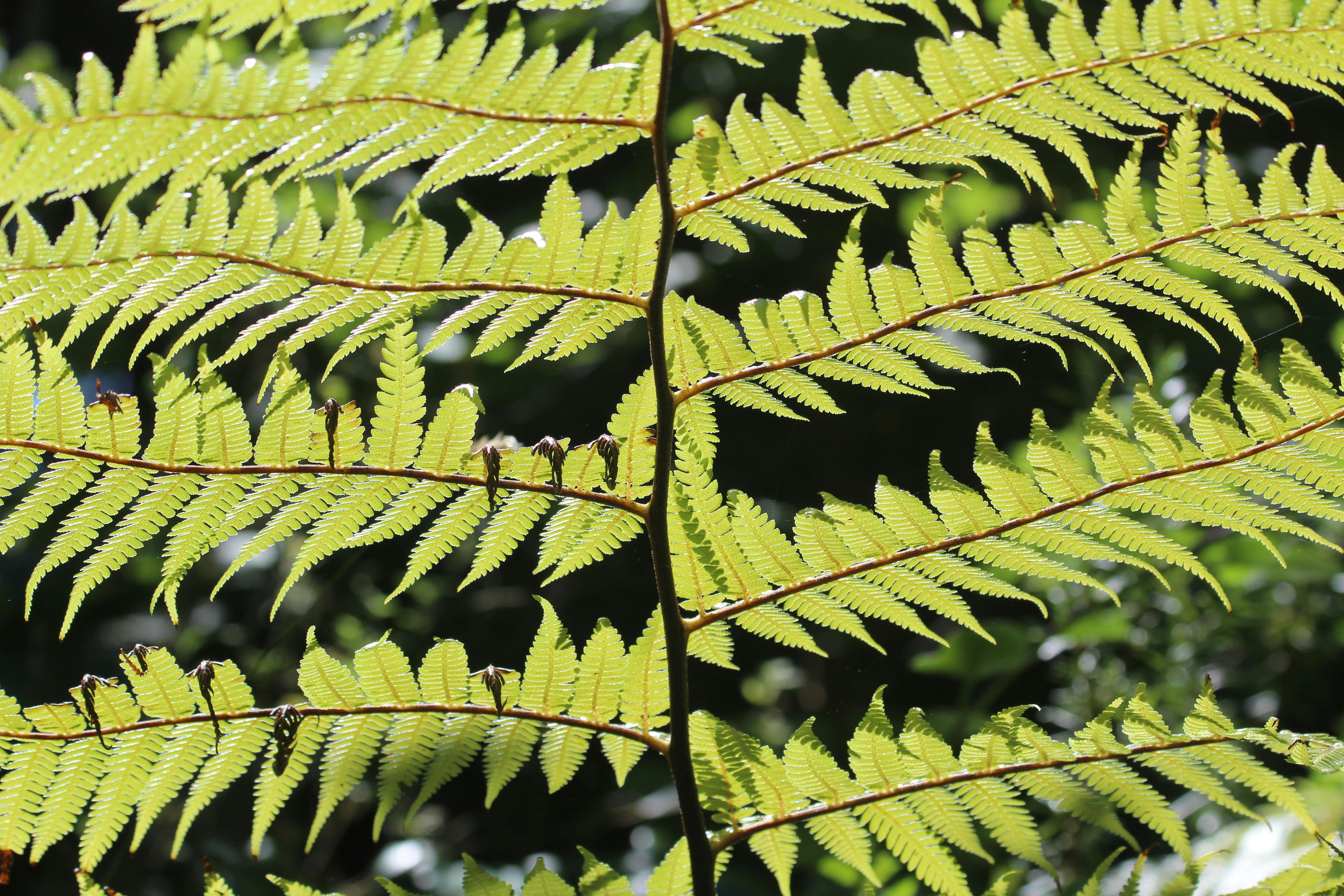 Kostenloses Foto zum Thema: farn