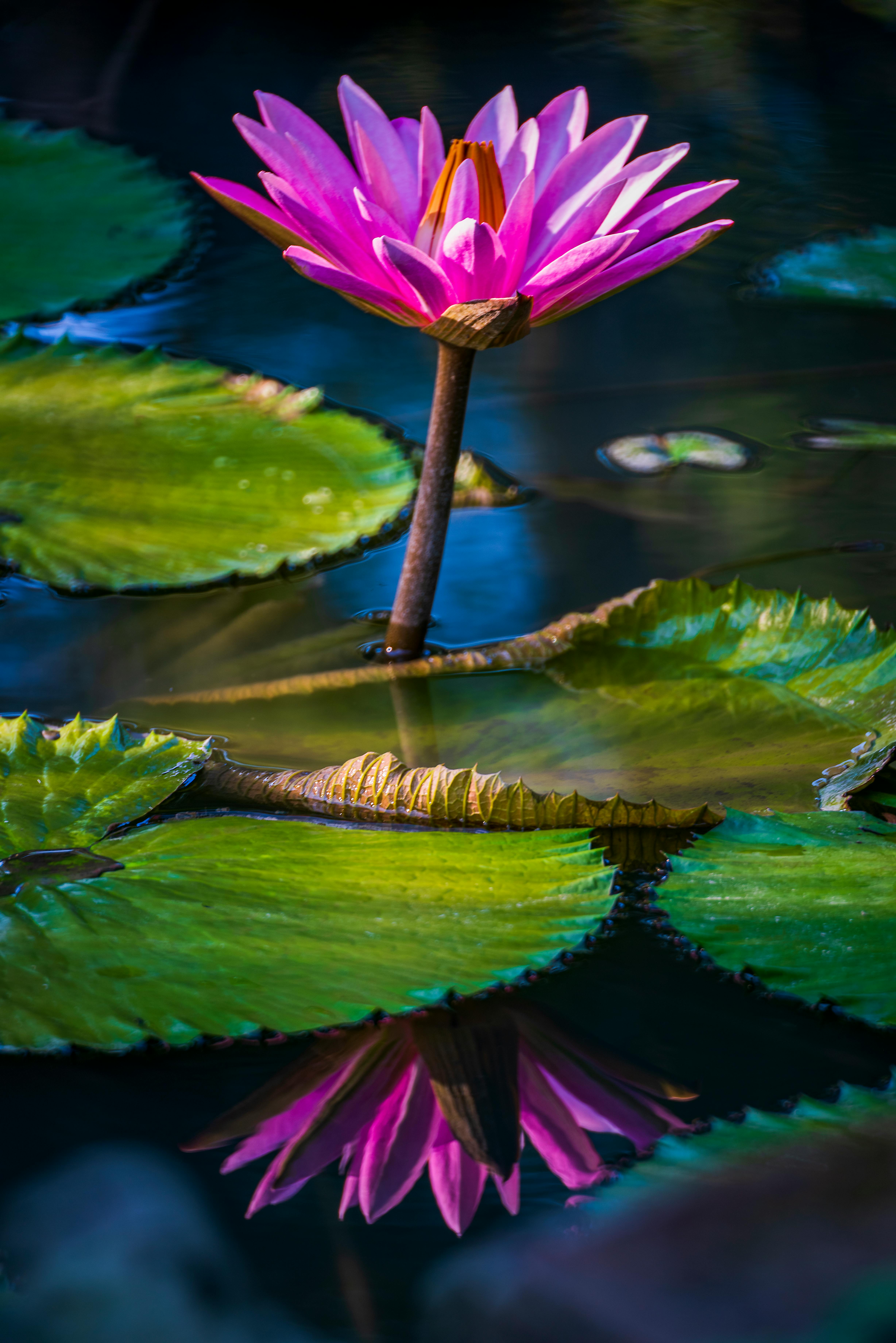 Lotus Flower Above Water in Bloom · Free Stock Photo