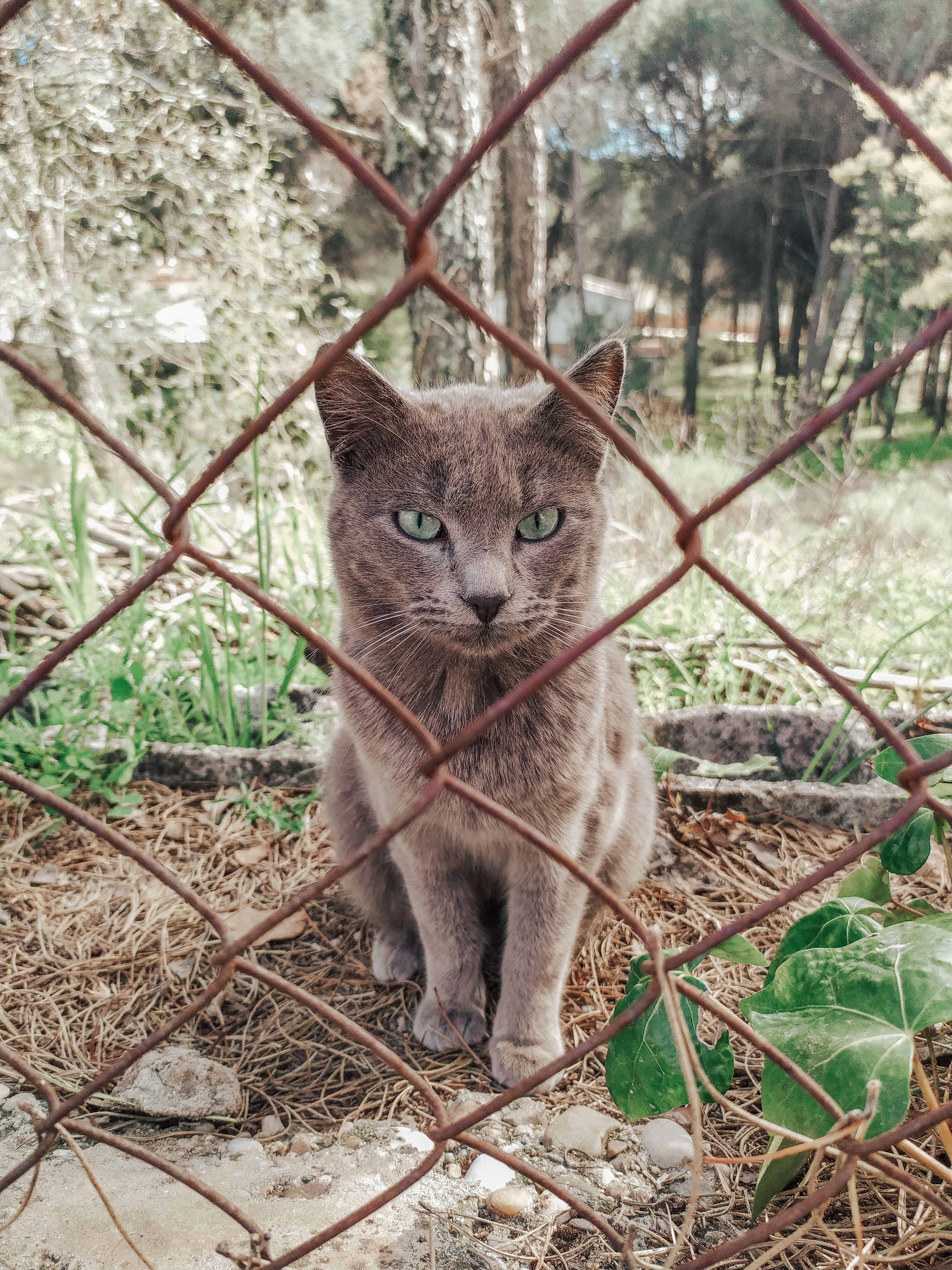 A Cat Behind the Chain Link Fence · Free Stock Photo