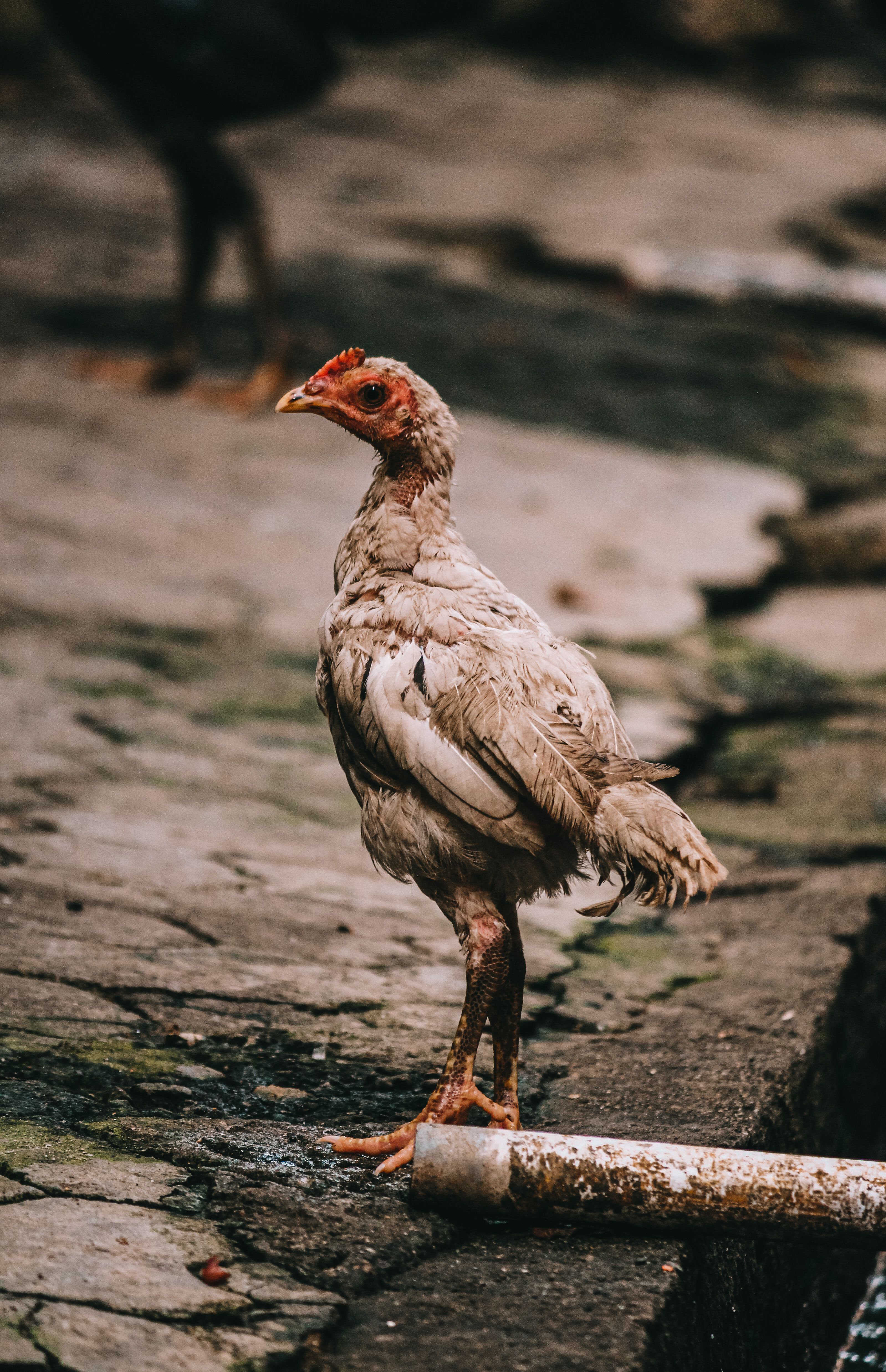 Chicken Standing on Pavement · Free Stock Photo