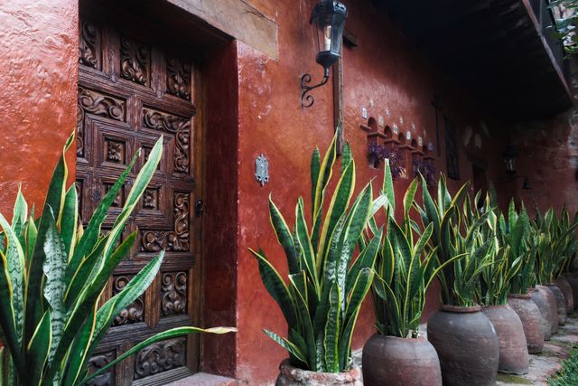 Are snake plants toxic to babies? Risks explained simply