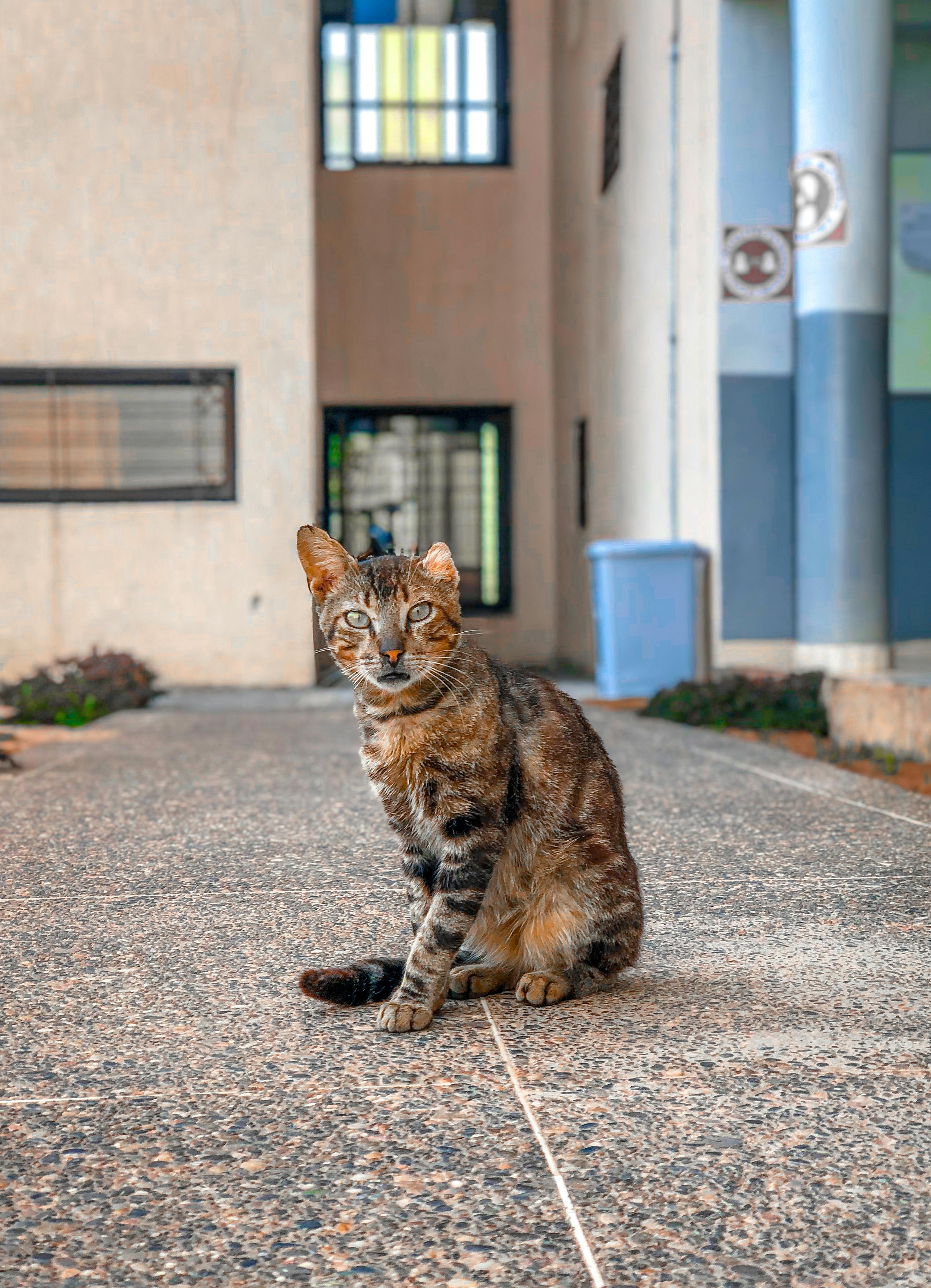 A Cat Sitting in a City · Free Stock Photo