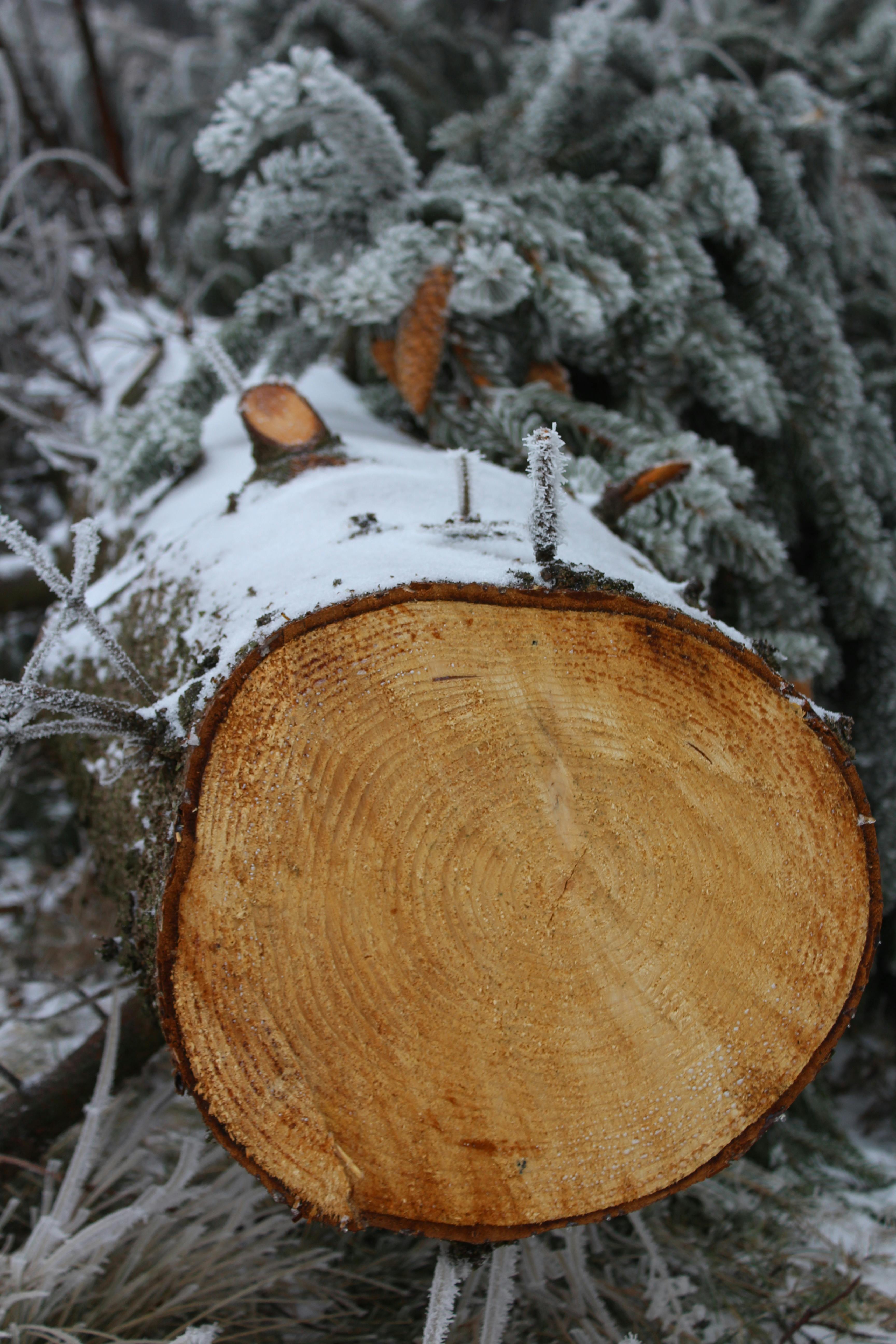 Kostenloses Foto zum Thema: baum, gefällter baumstamm, holz