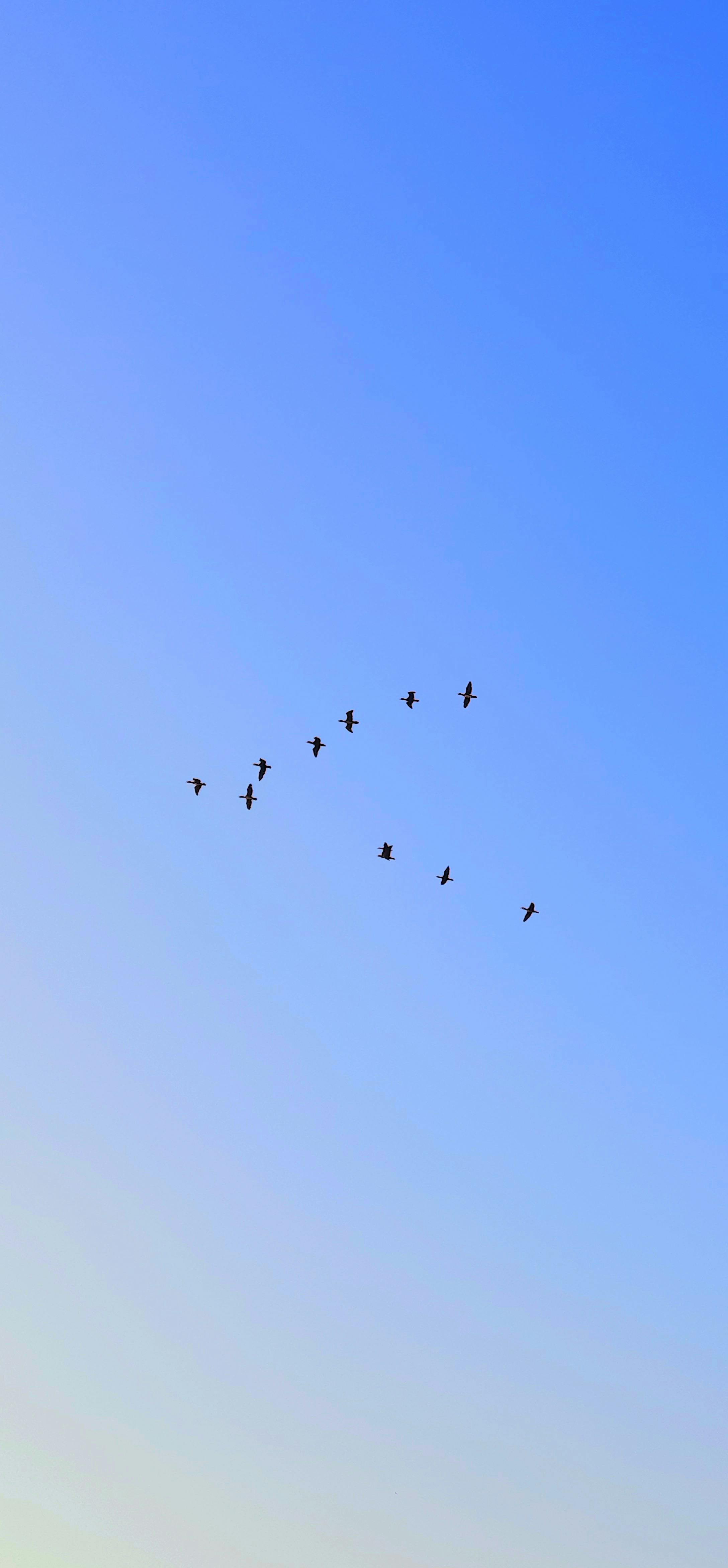 Silhouettes of Birds Flying in the Sky · Free Stock Photo