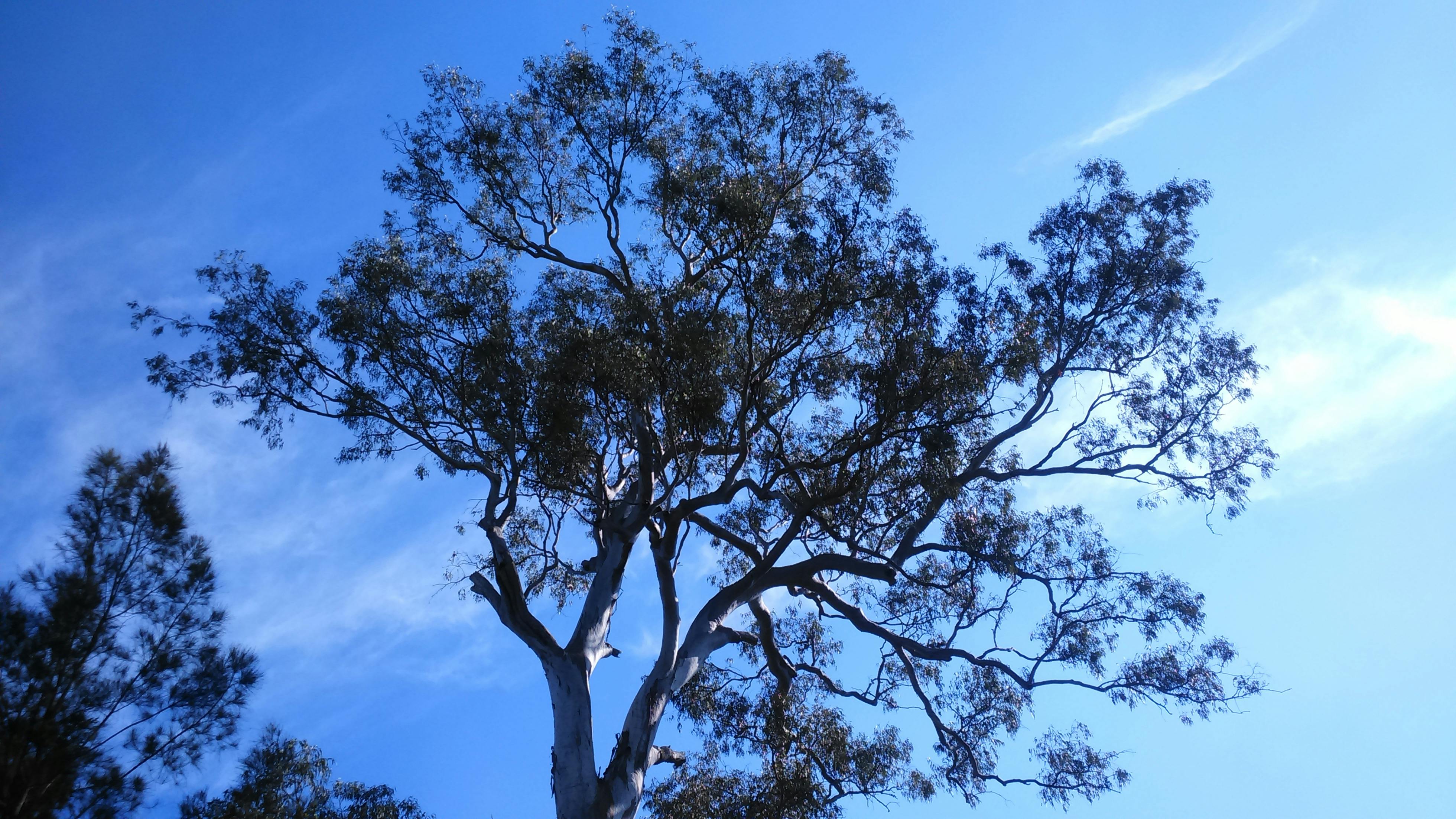 Free stock photo of beauty, coconut, flower