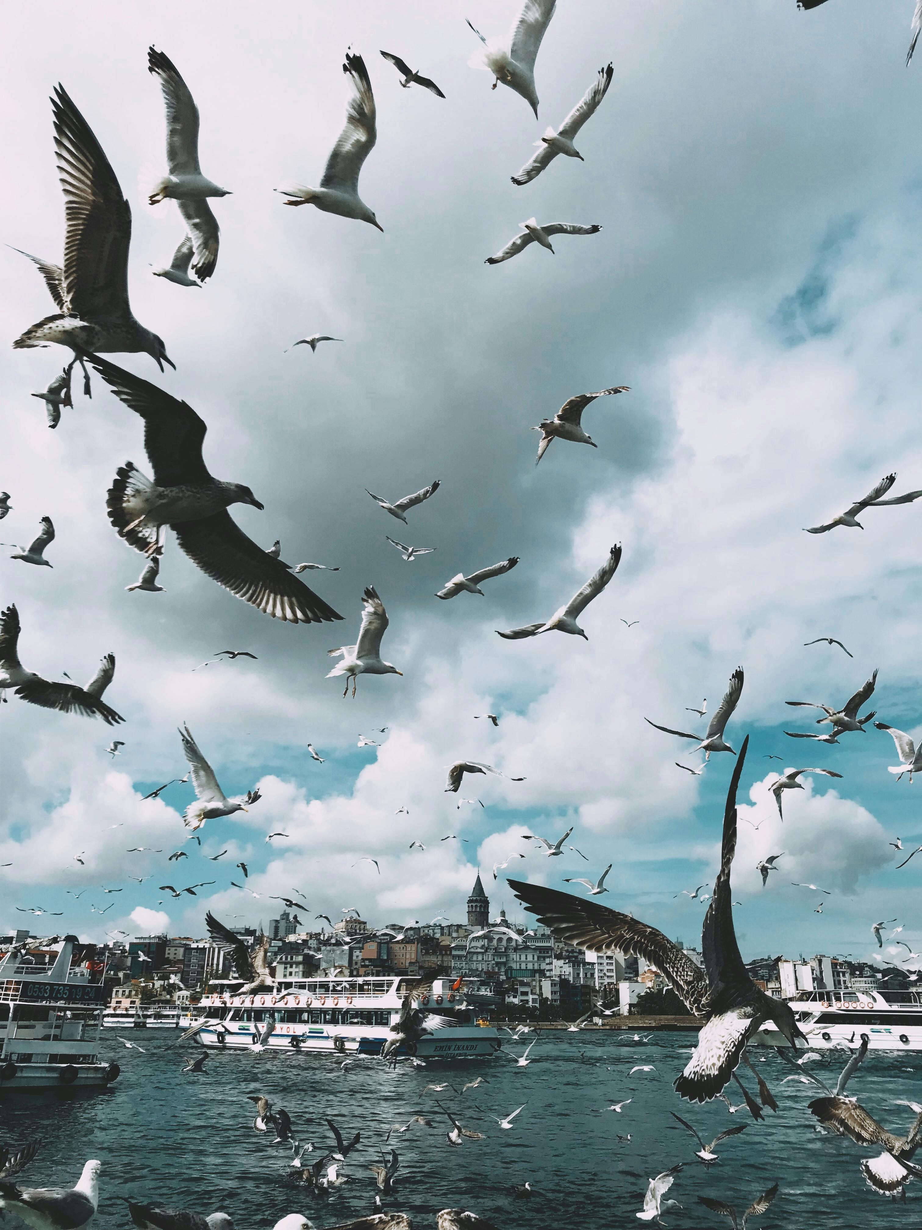 Seagulls Flying over Beach · Free Stock Photo
