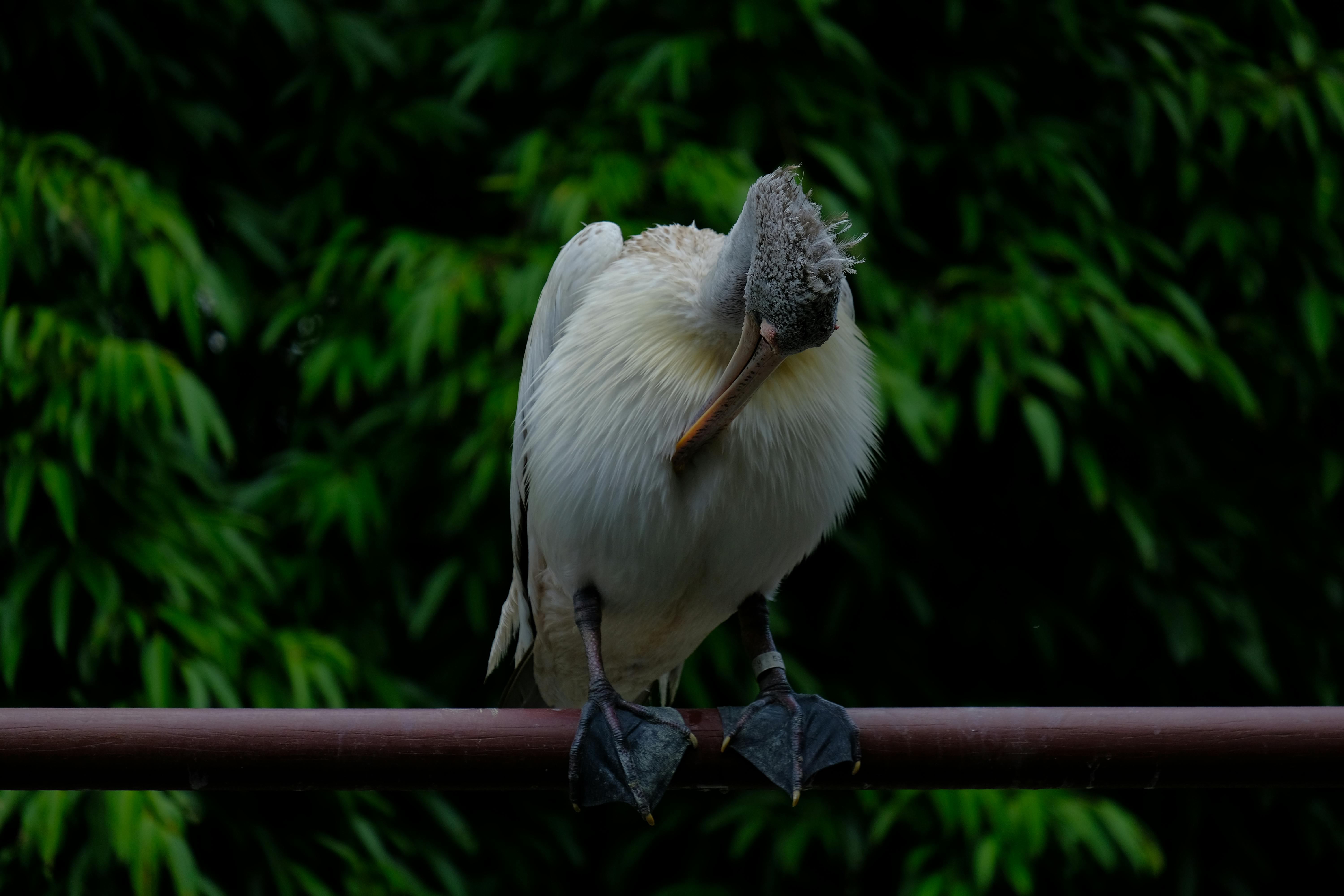 Latar Belakang Bird Tug Photos, Download Free Latar Belakang Bird Tug ...