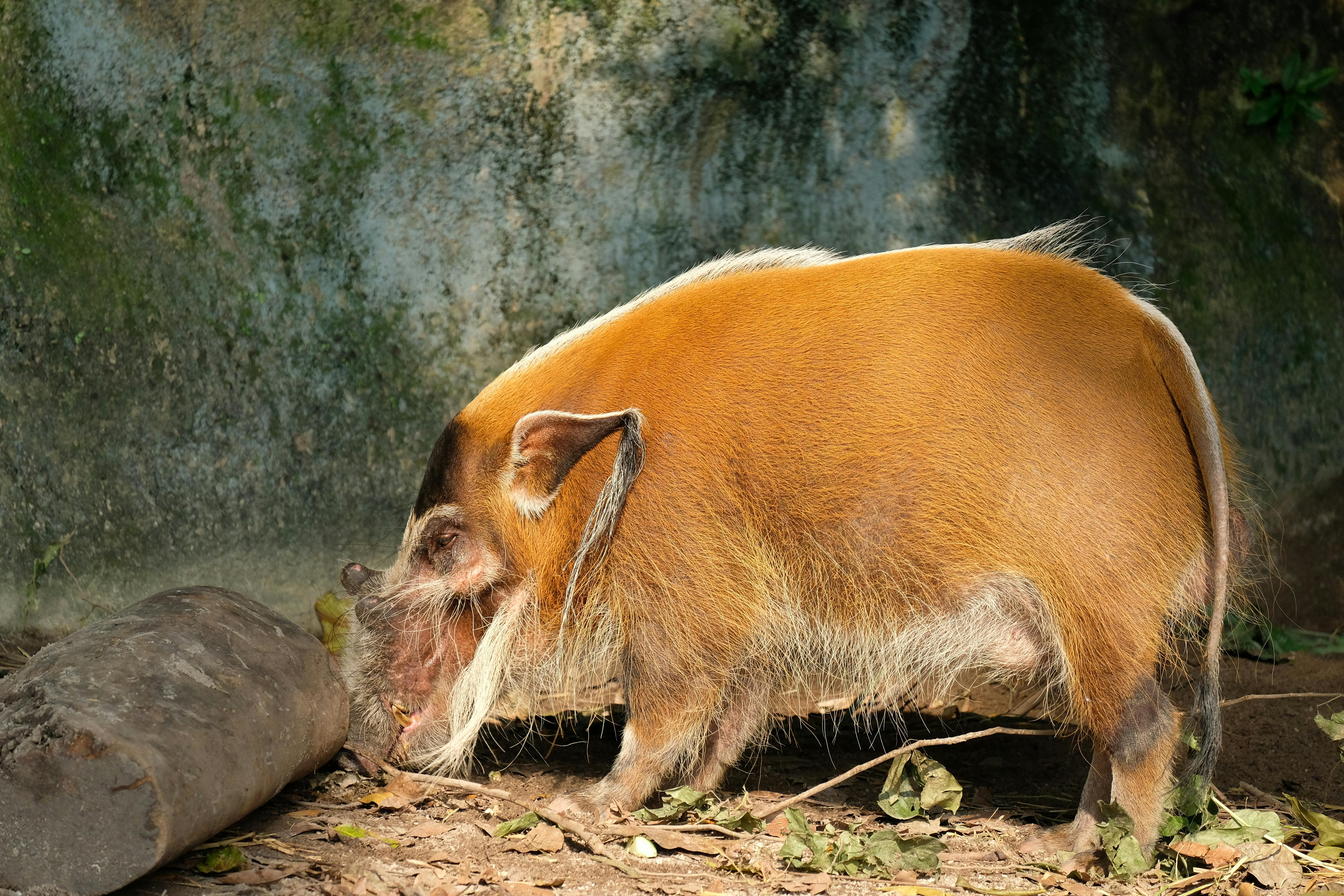 Brown Boar in Close Up Shot · Free Stock Photo