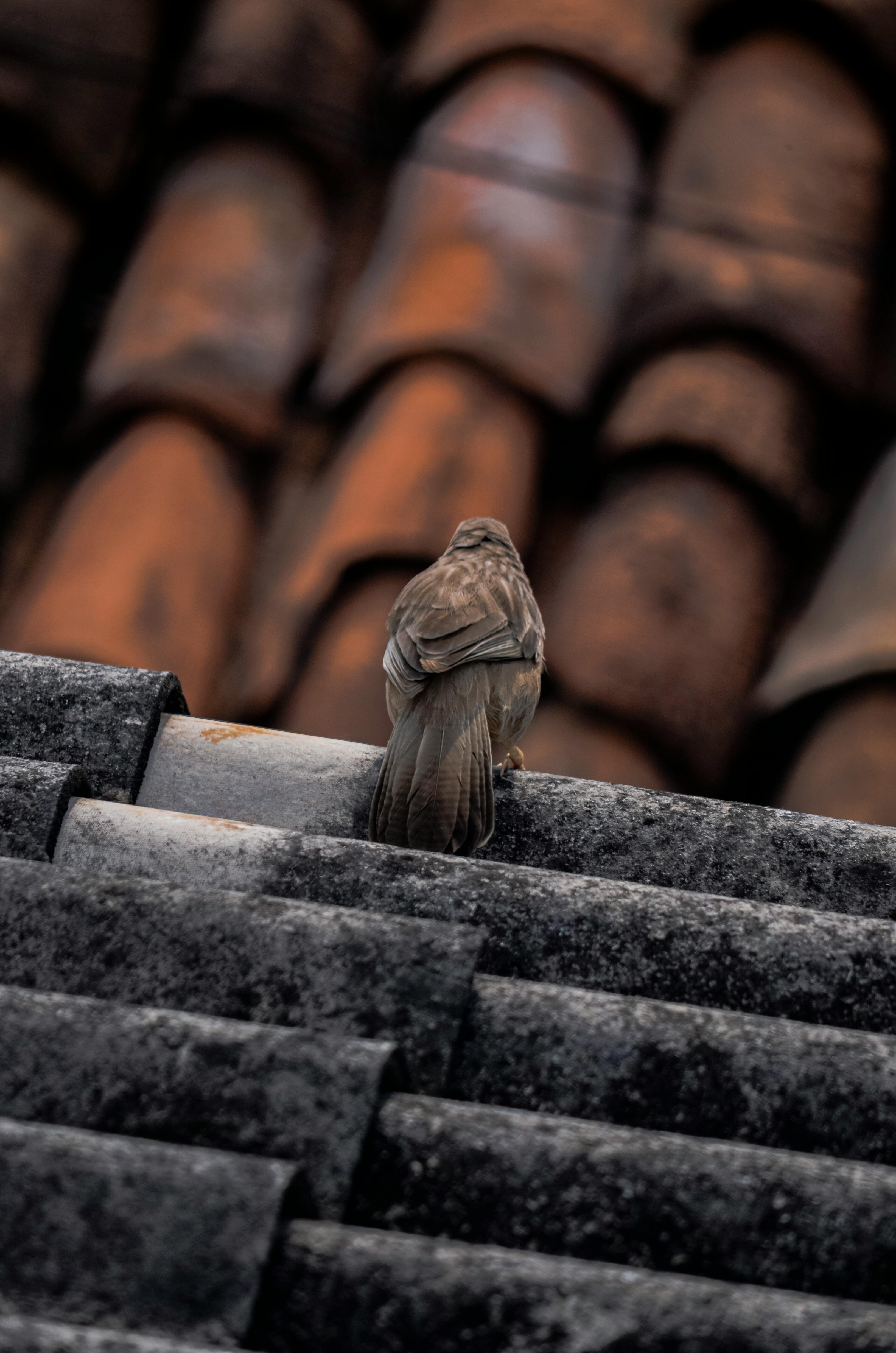 Bird Resting Photos, Download The BEST Free Bird Resting Stock Photos ...