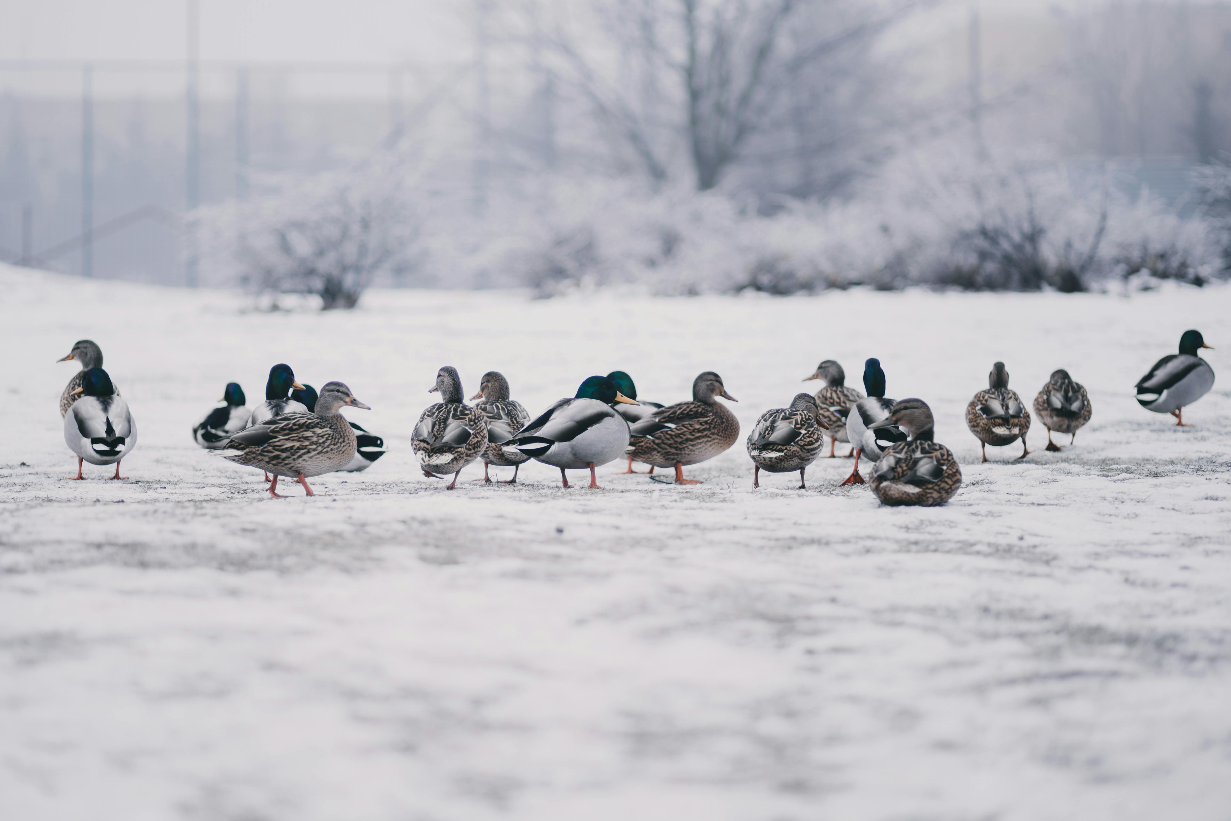 Flock of Mallard Ducks · Free Stock Photo