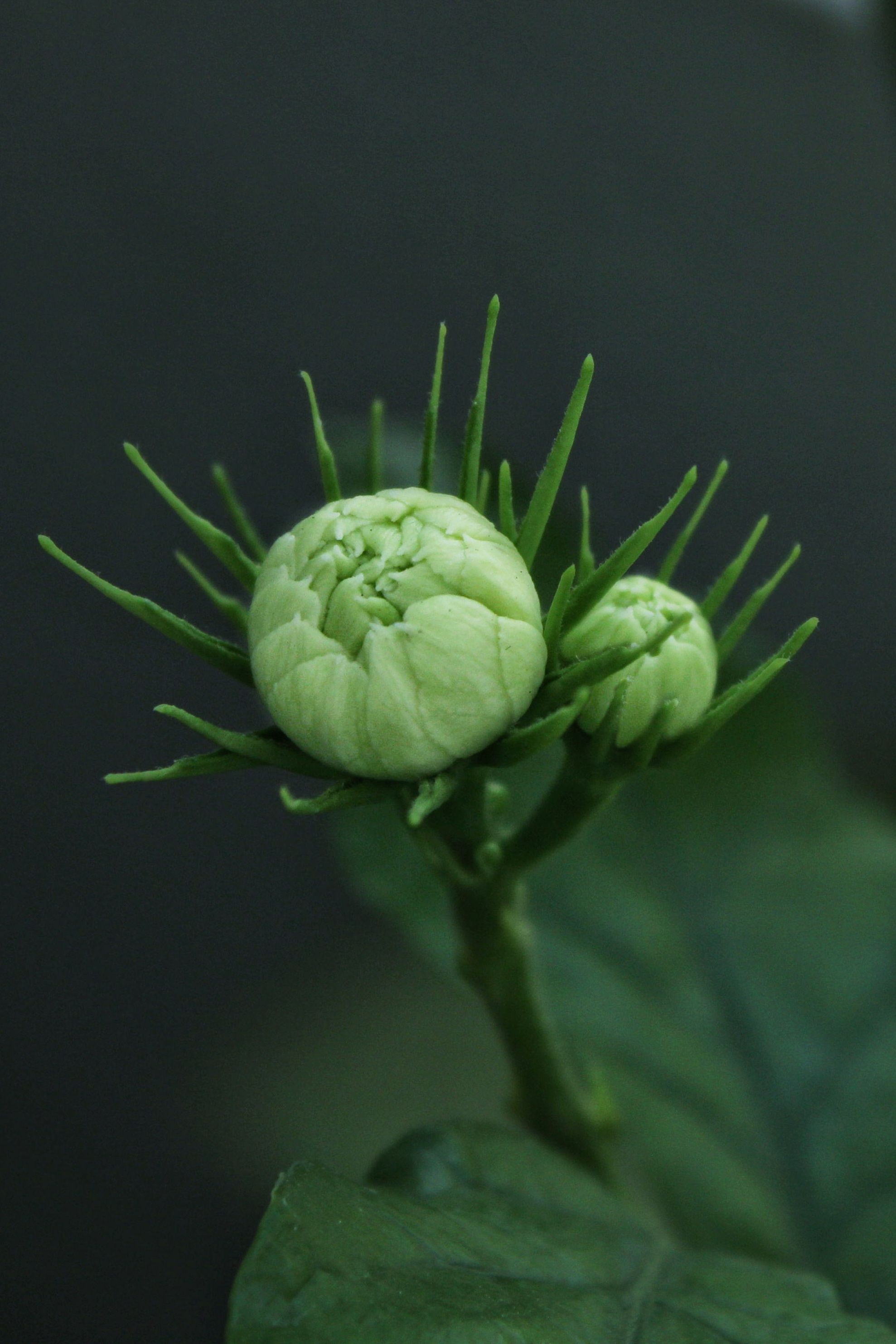 Close-up Photo of Flower Buds · Free Stock Photo