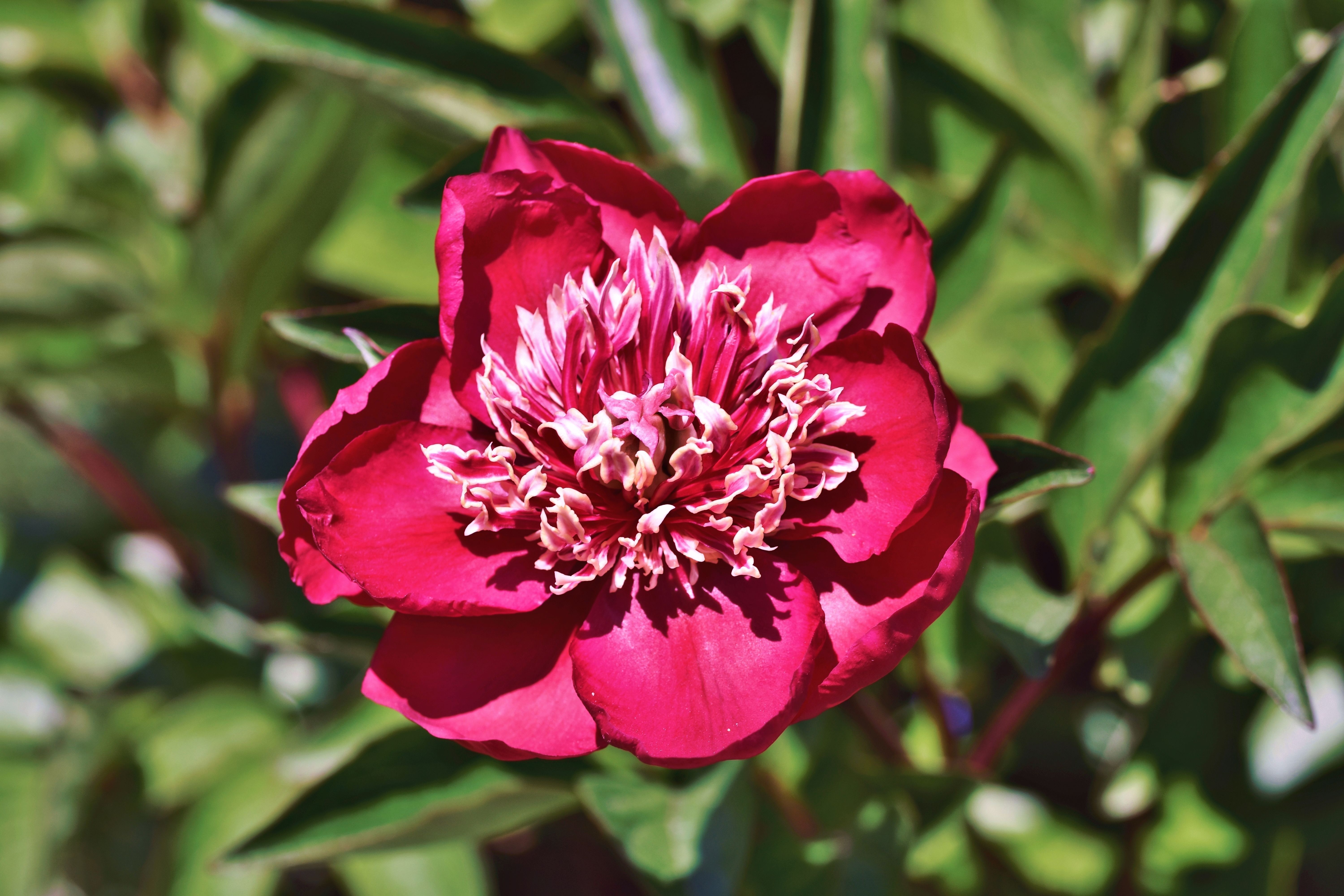 Close-up Photo of a Red Peony Flower · Free Stock Photo