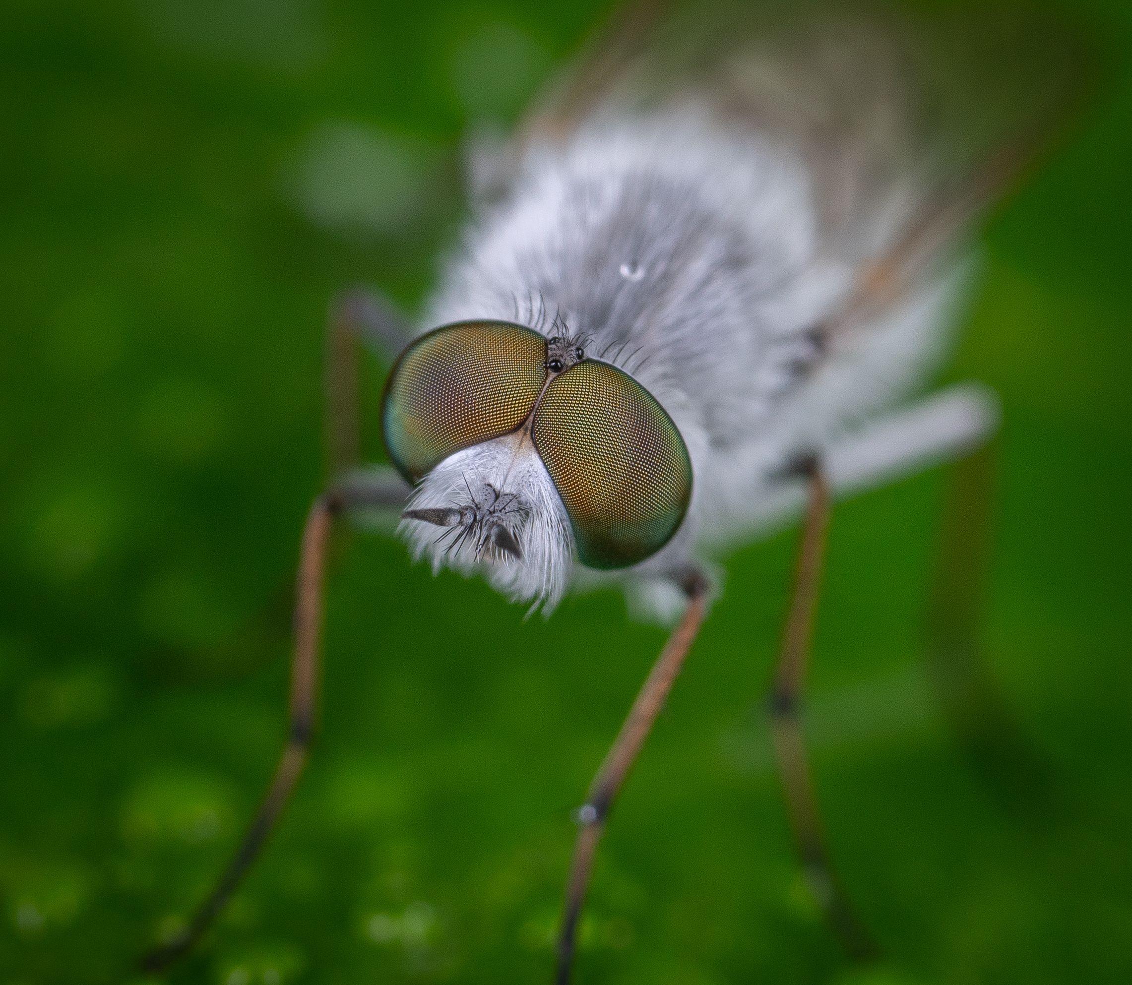 Obscured Eyes Photos, Download Free Obscured Eyes Stock Photos & HD Images