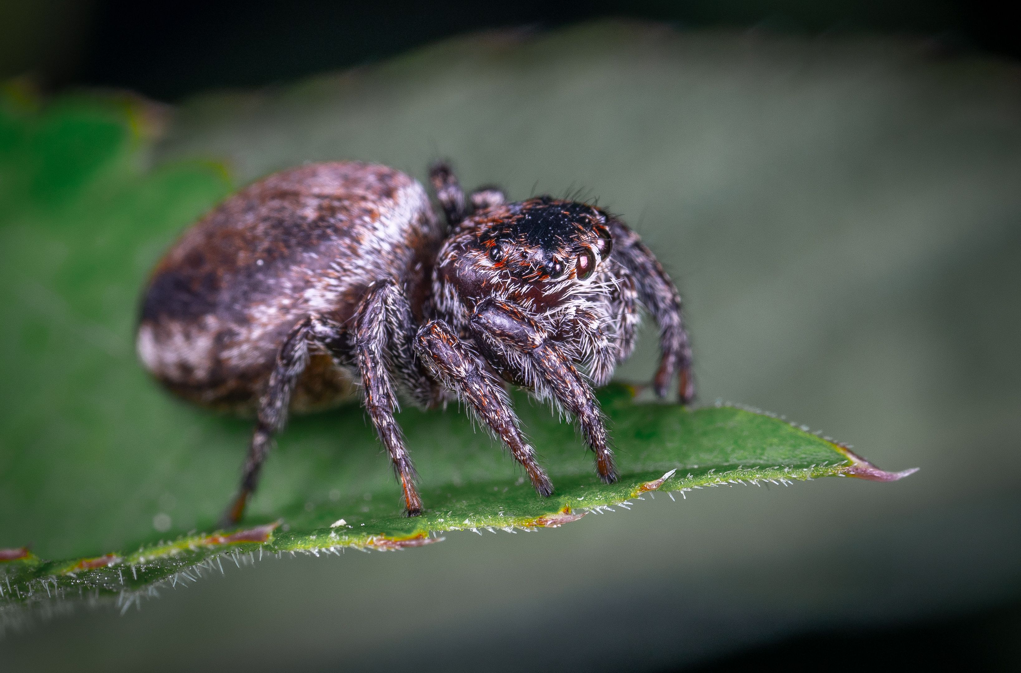 Shallow Focus Photography of Black Spider · Free Stock Photo