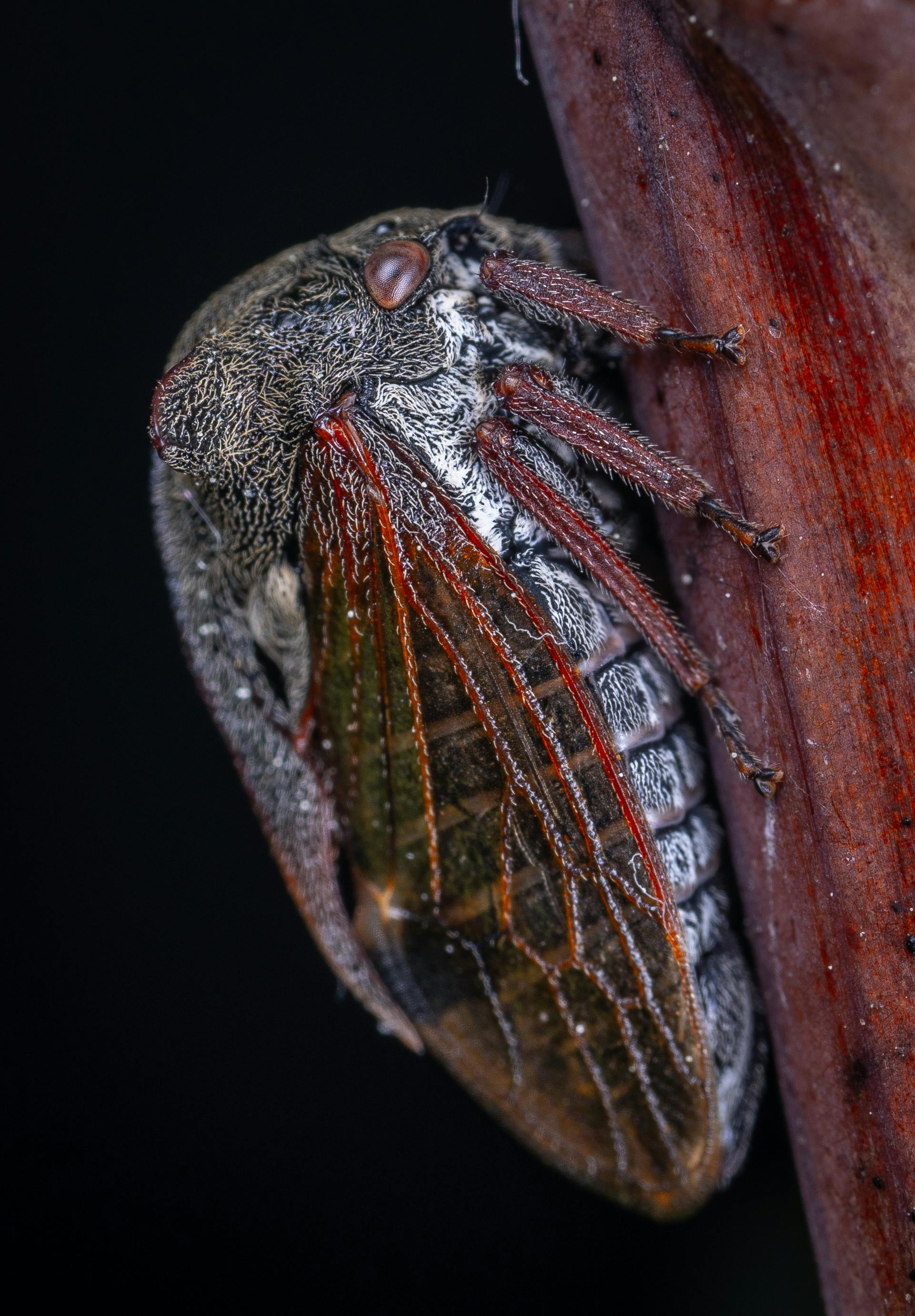 Shelled Insect Photos, Download The BEST Free Shelled Insect Stock ...