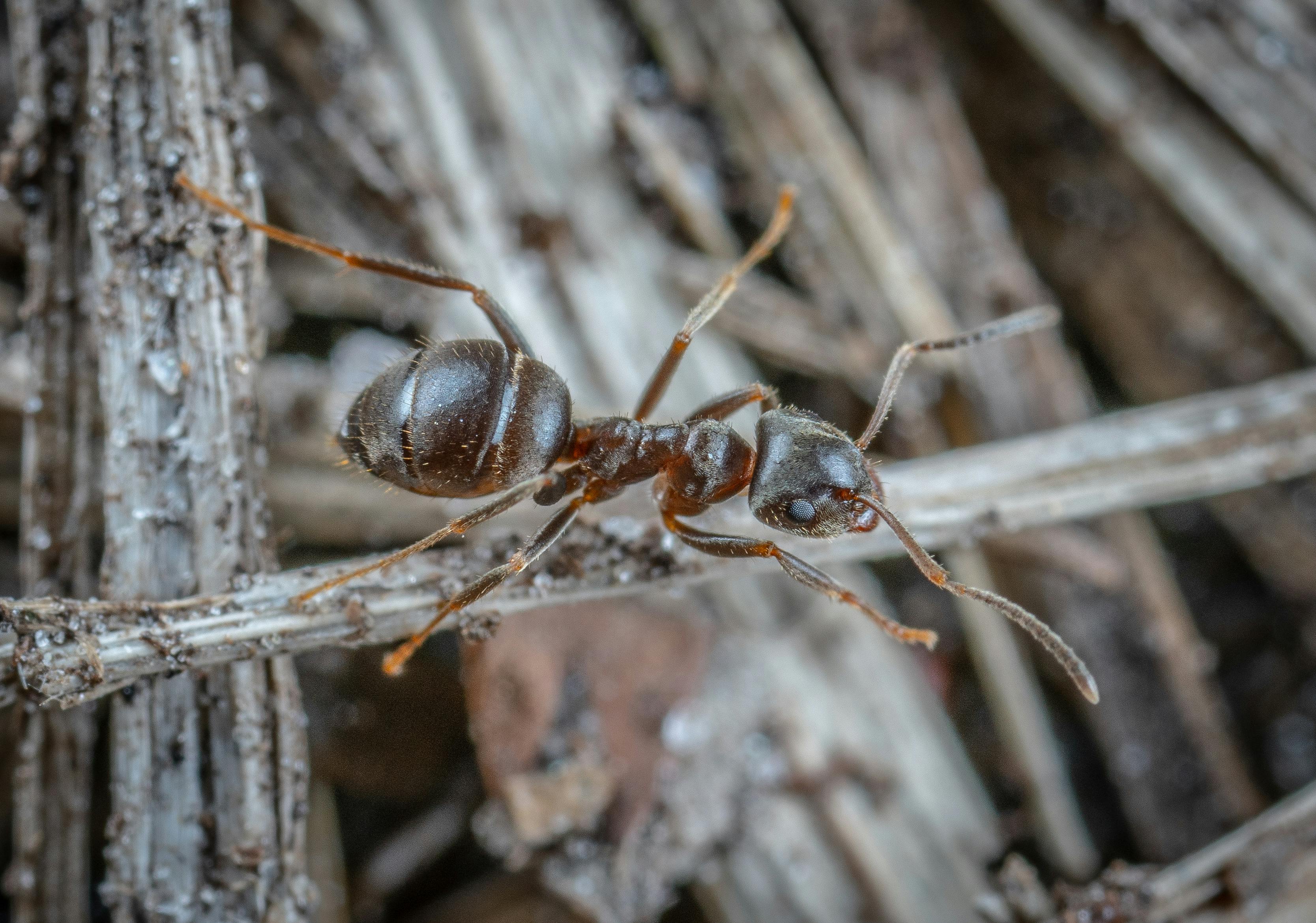 Fire Ant Photos, Download The BEST Free Fire Ant Stock Photos & HD Images