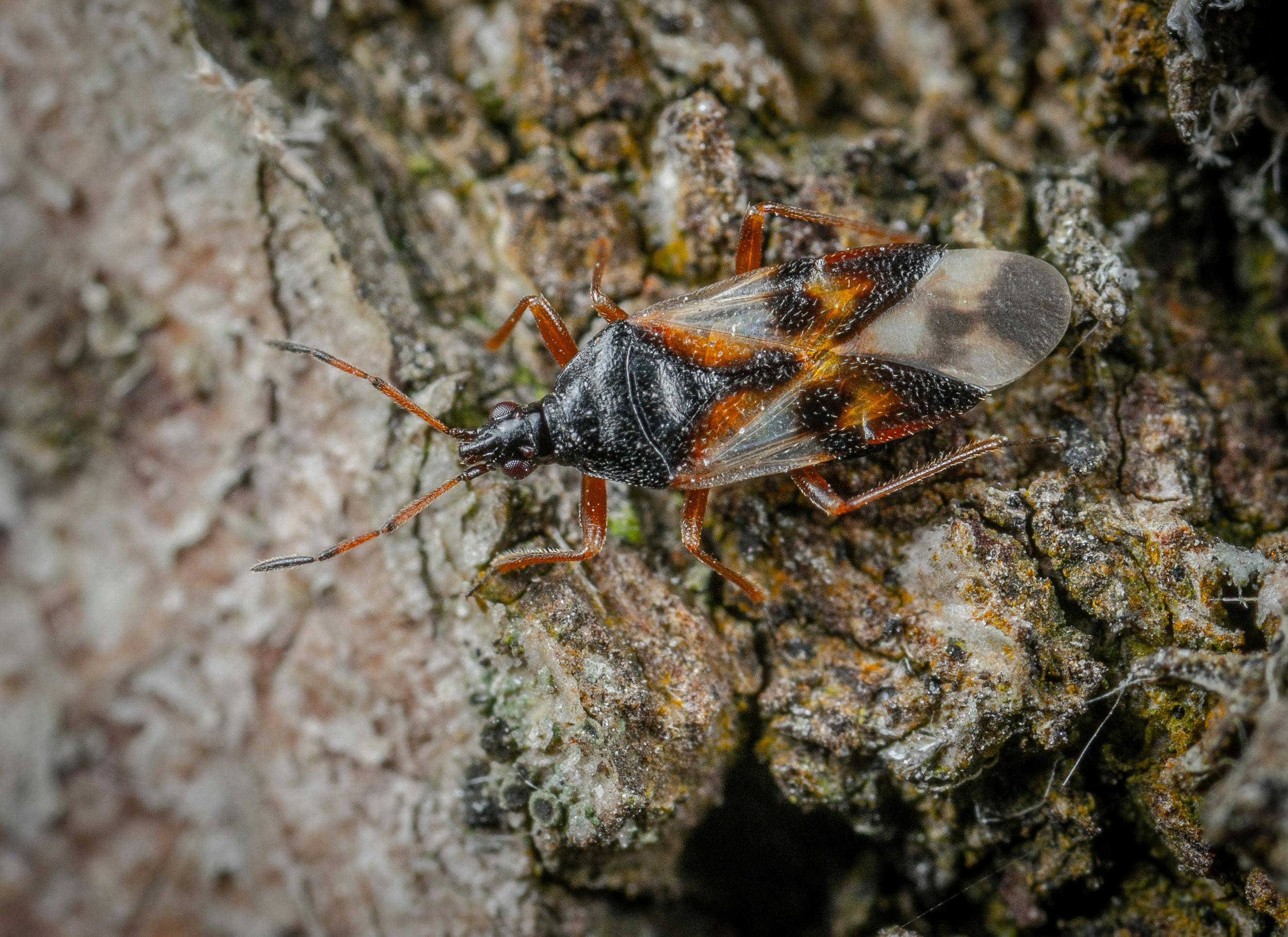 Close up of an Insect on a Rock · Free Stock Photo