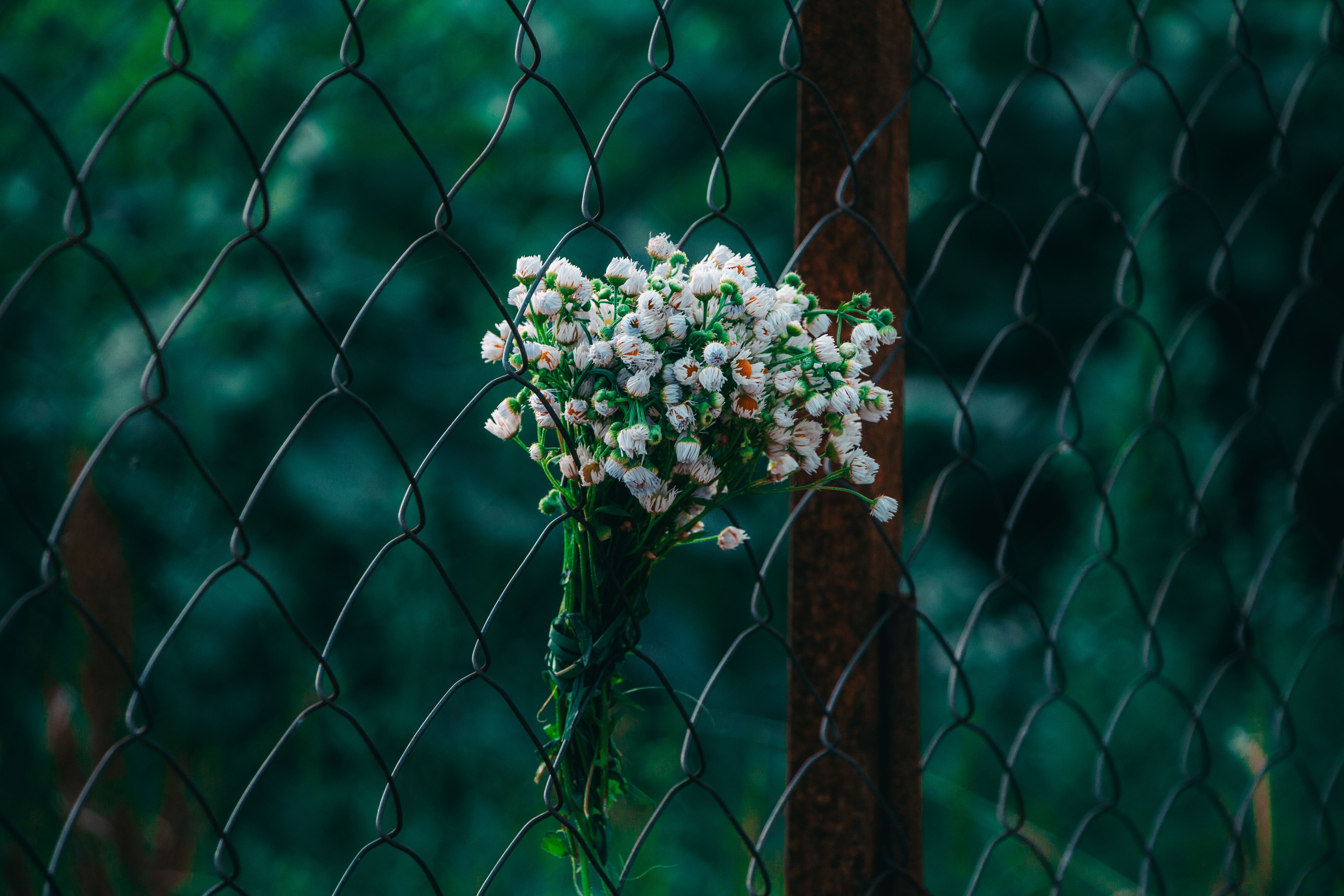 Close-up of a Star · Free Stock Photo