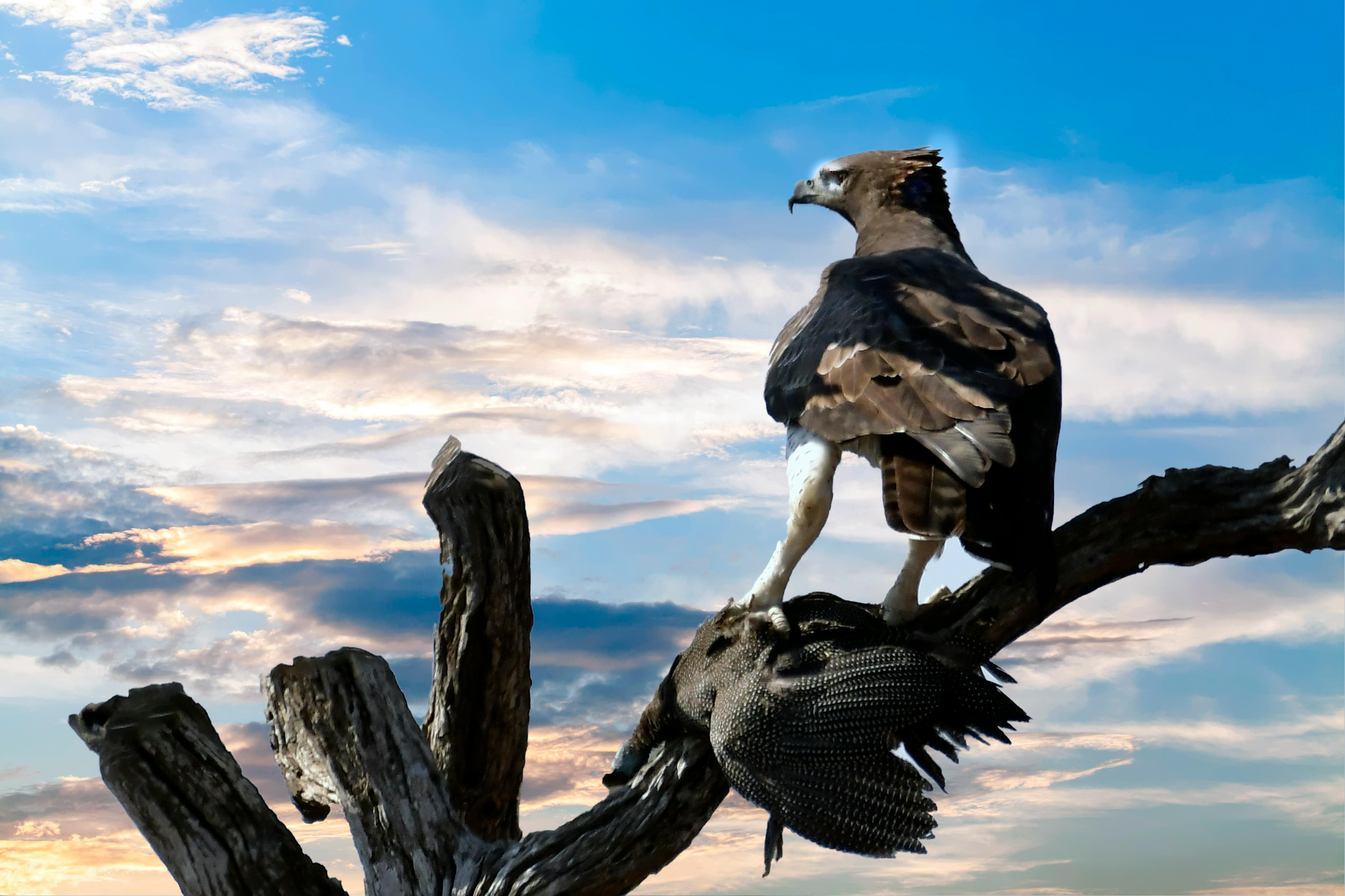 Eagle Perched on Tree Branch · Free Stock Photo