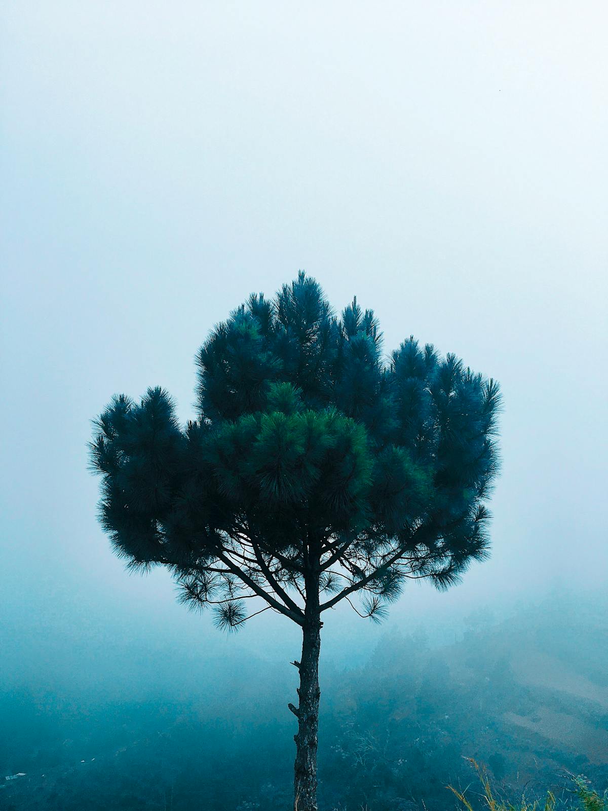 100,000+ Best Tree Images · 100% Free Download · Pexels Stock Photos