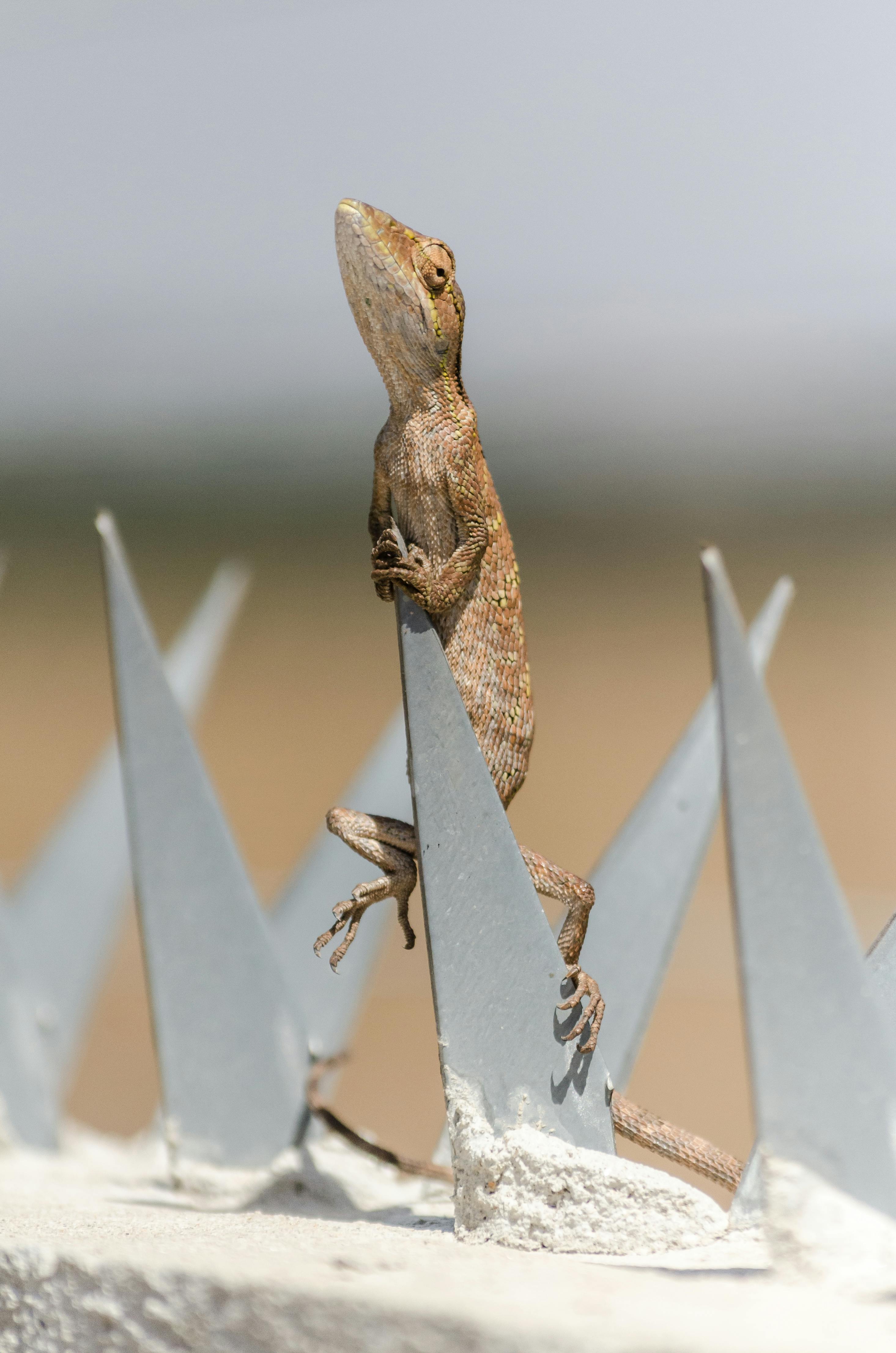 A Brown Reptile Clinging on a Spike · Free Stock Photo