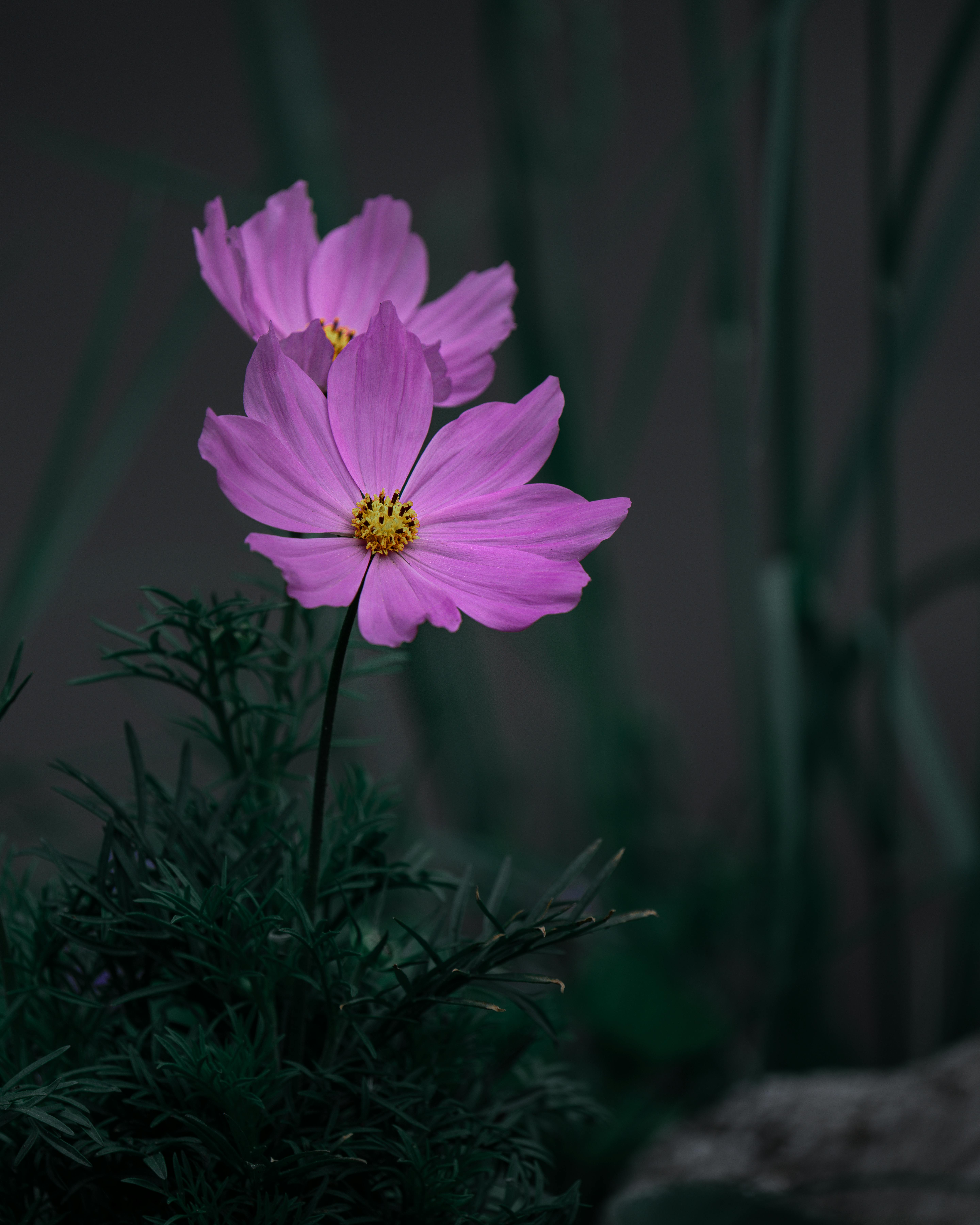 Beautiful Lavender Color of Garden Cosmos · Free Stock Photo