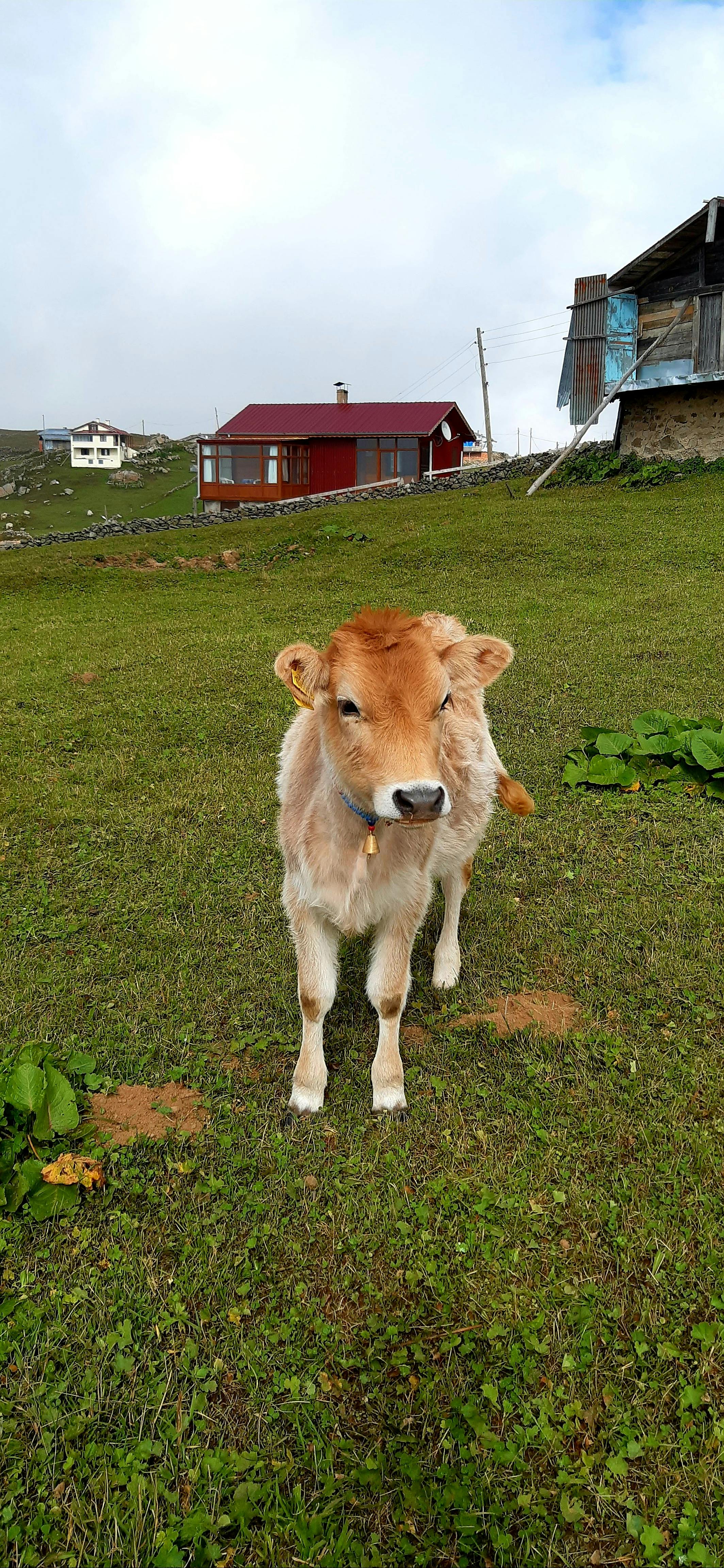 A Cute Calf in the Farmland · Free Stock Photo