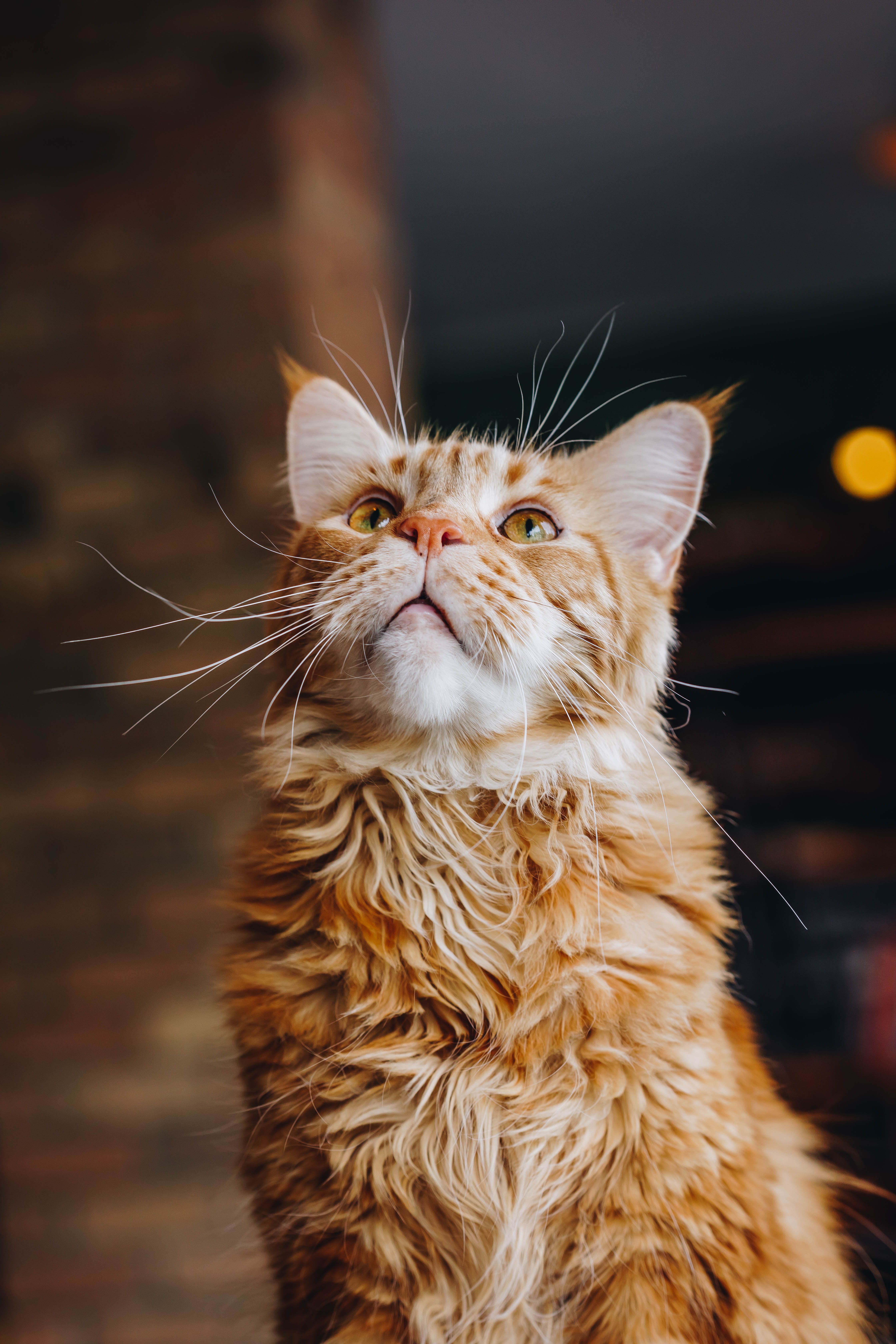 Cute cat on soft blanket · Free Stock Photo