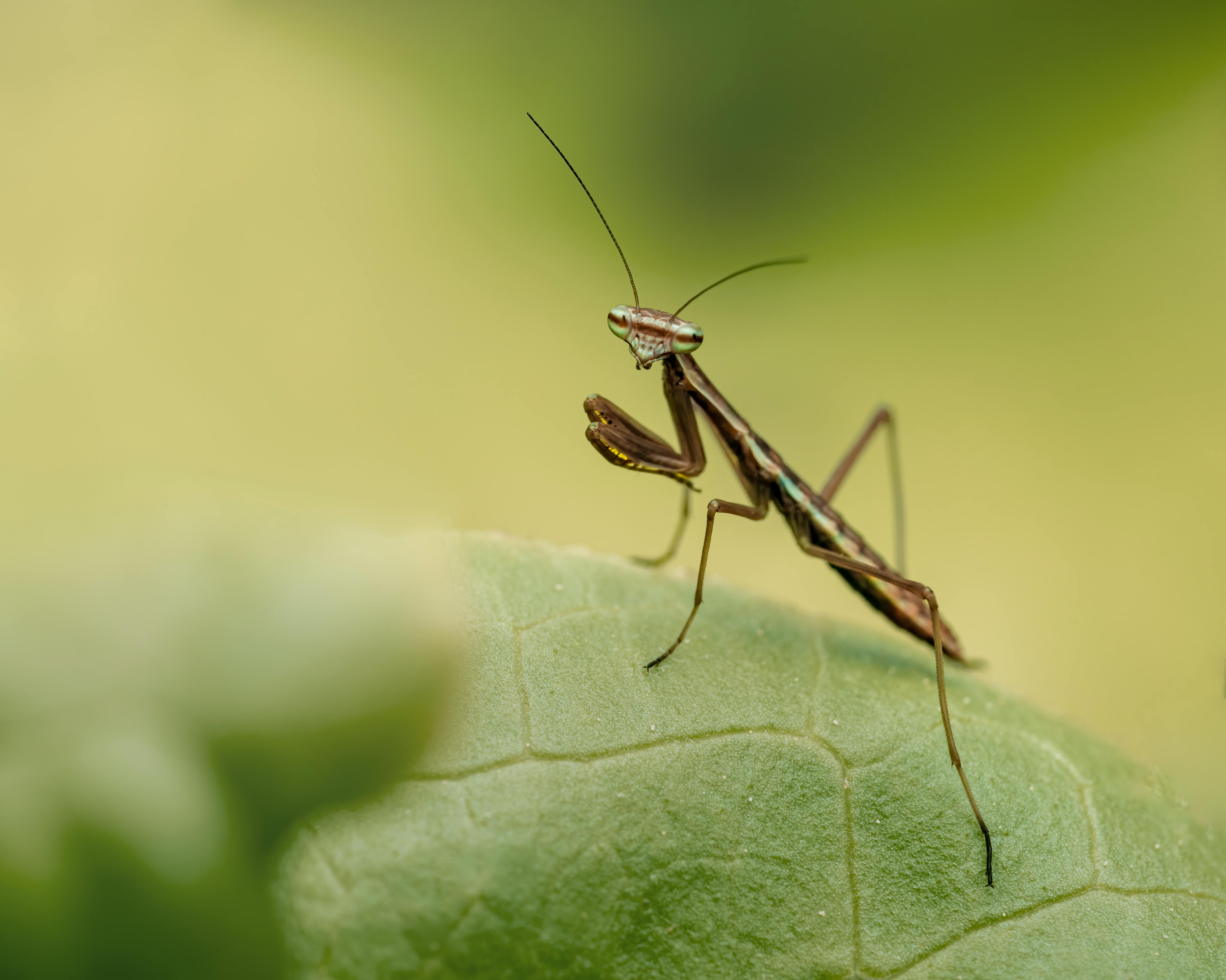 Praying Mantis Photos, Download The BEST Free Praying Mantis Stock ...