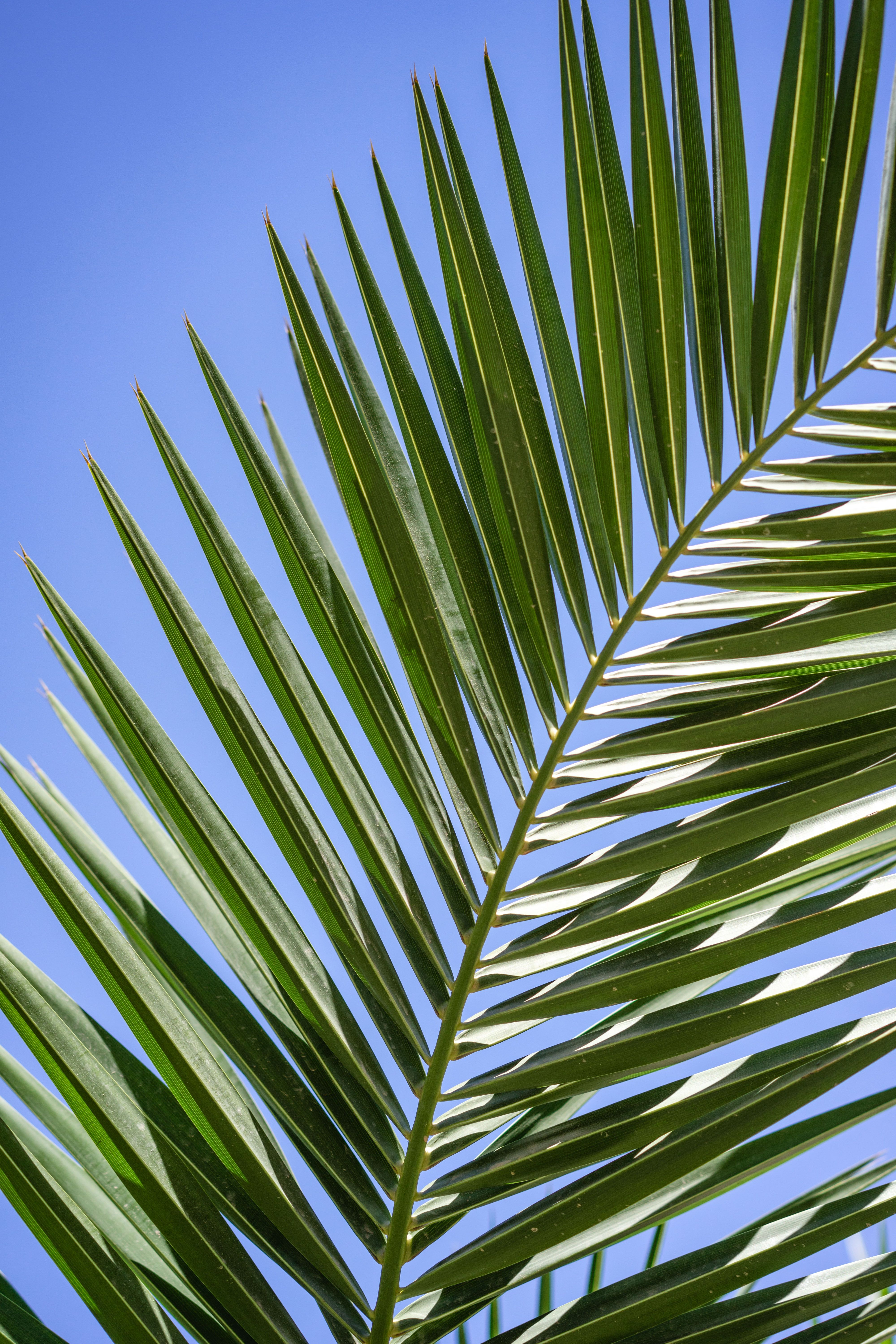 Palm Tree Background Photos, Download The BEST Free Palm Tree ...