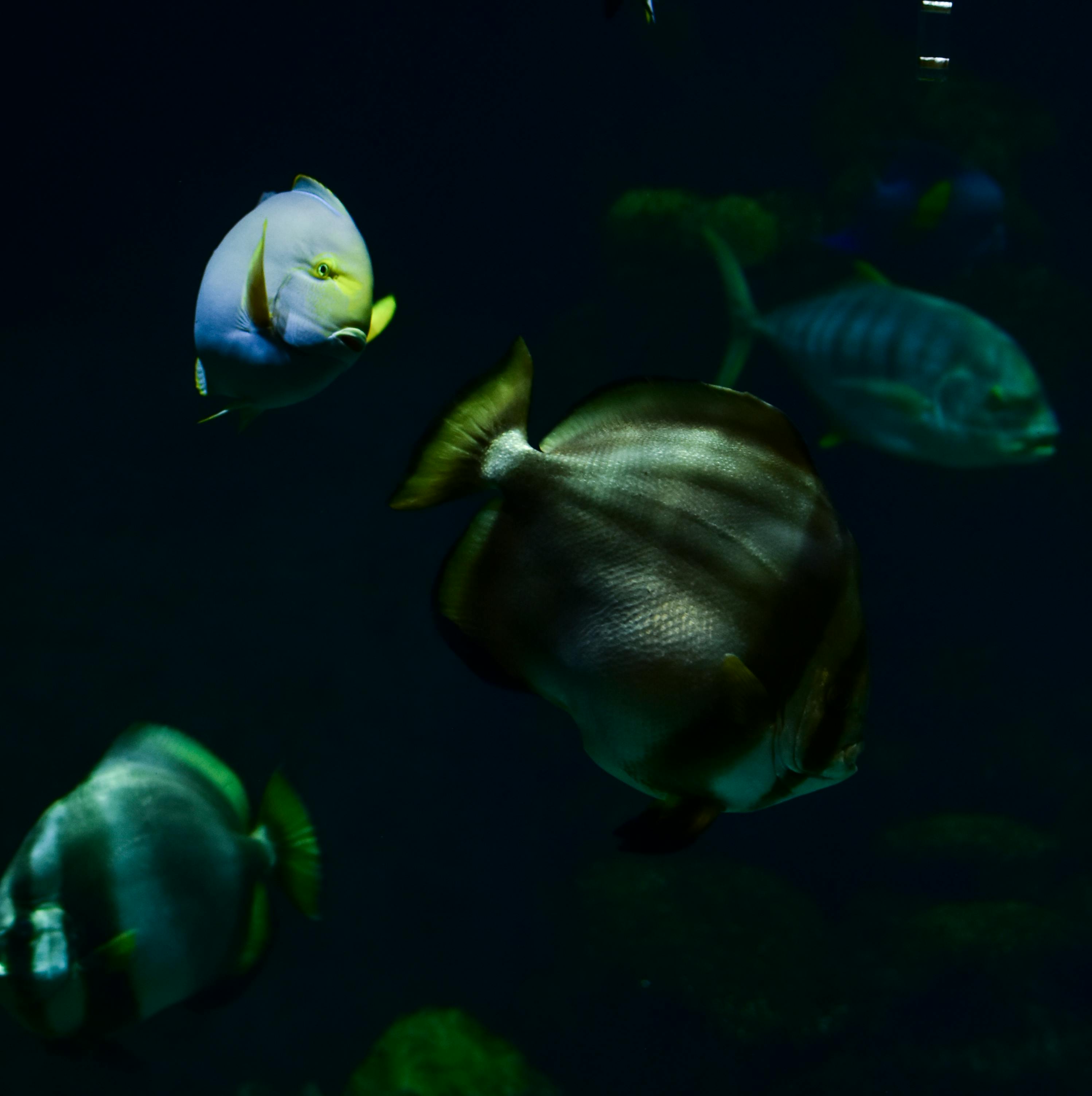 Two Angel Fish in Water · Free Stock Photo