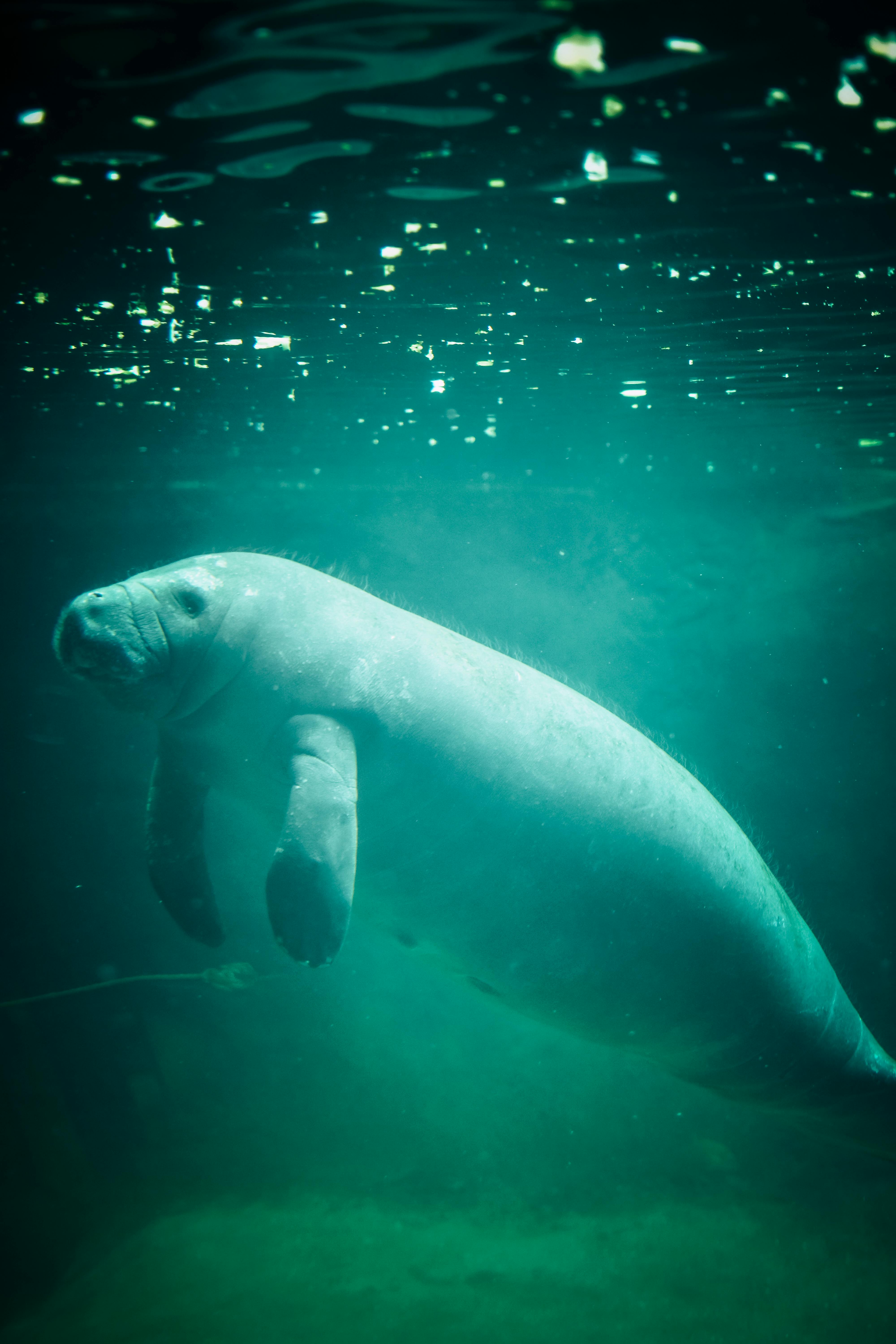 Dugong Photos, Download The BEST Free Dugong Stock Photos & HD Images