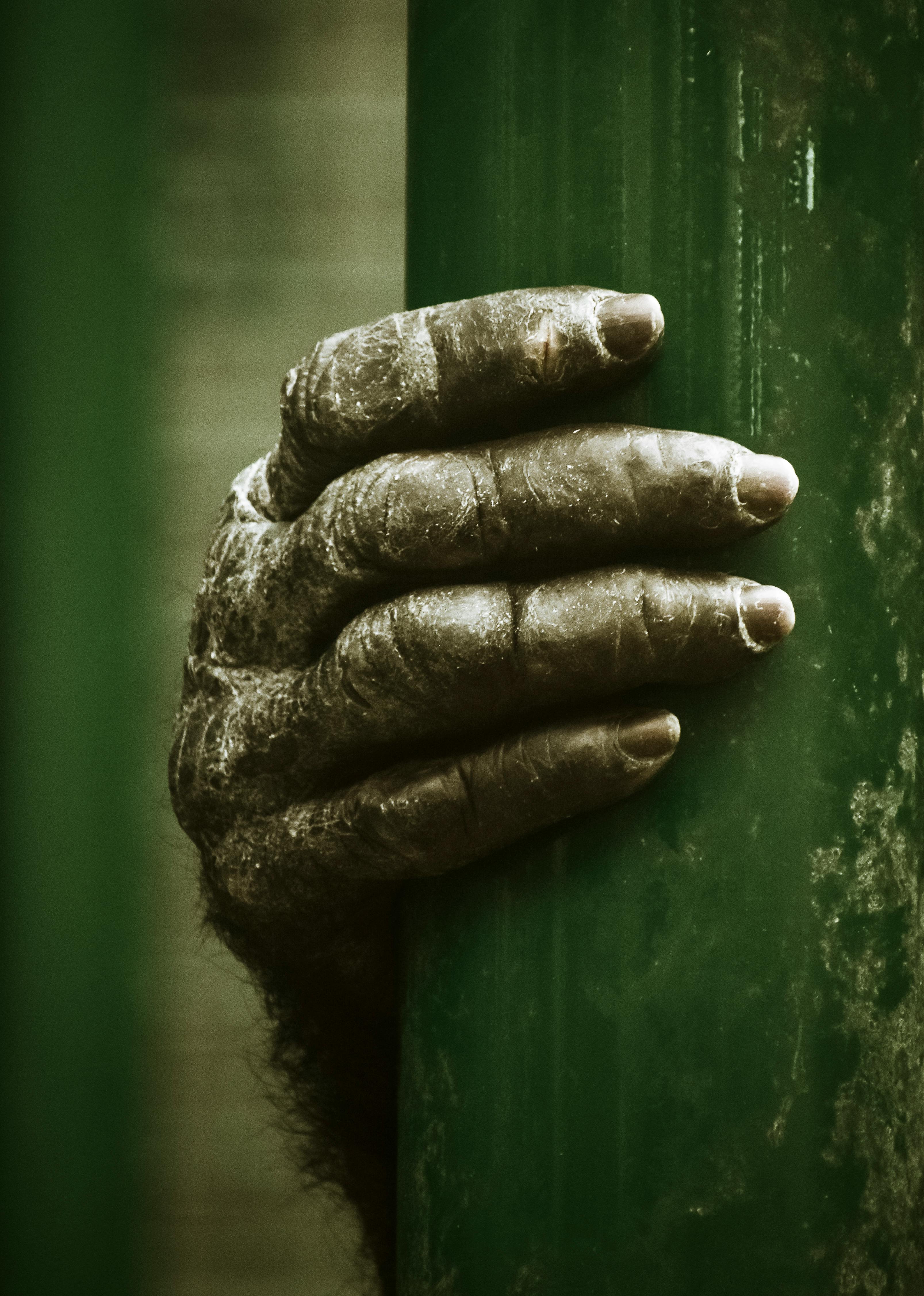 Animal Hand · Free Stock Photo