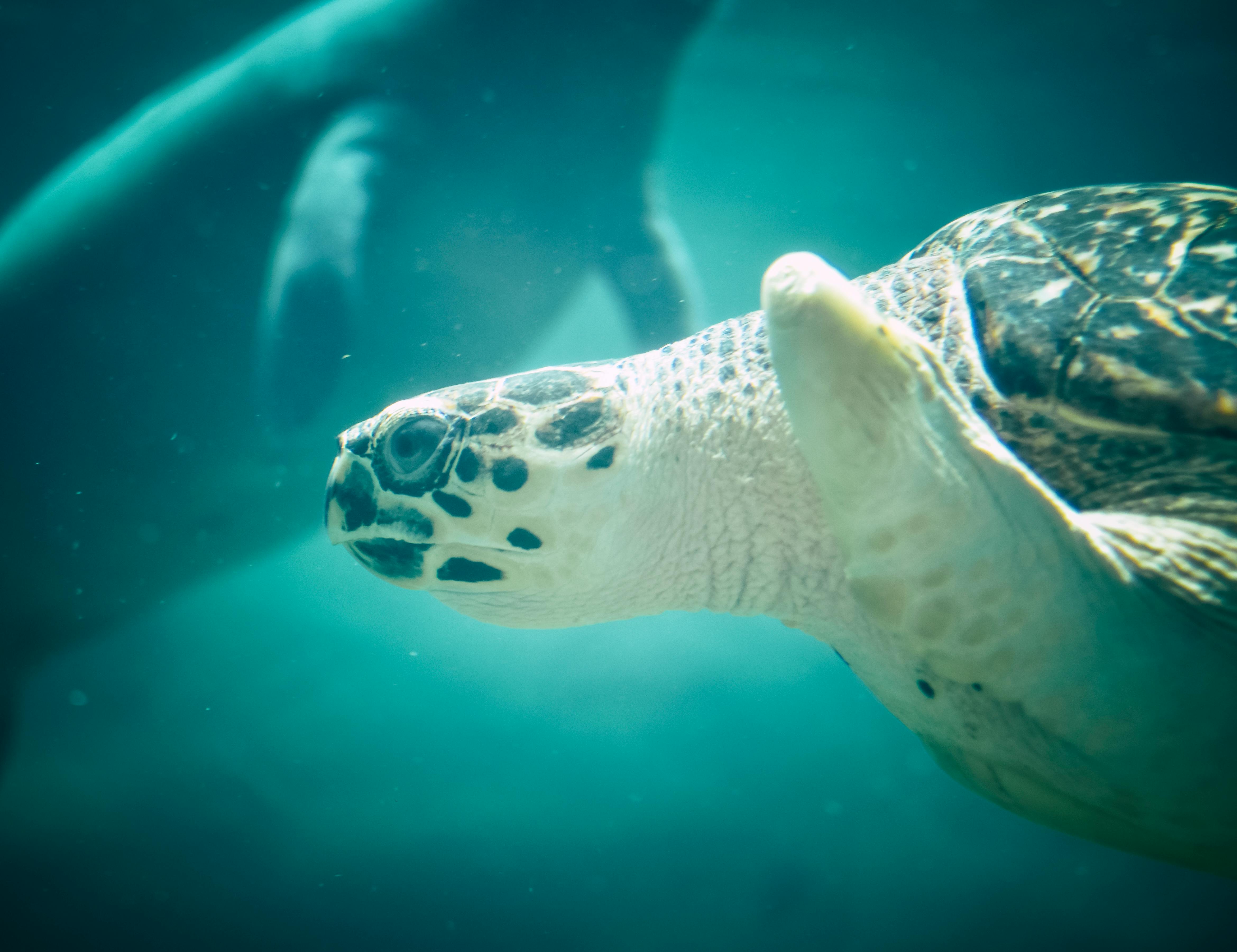 Turtle swimming underwater · Free Stock Photo