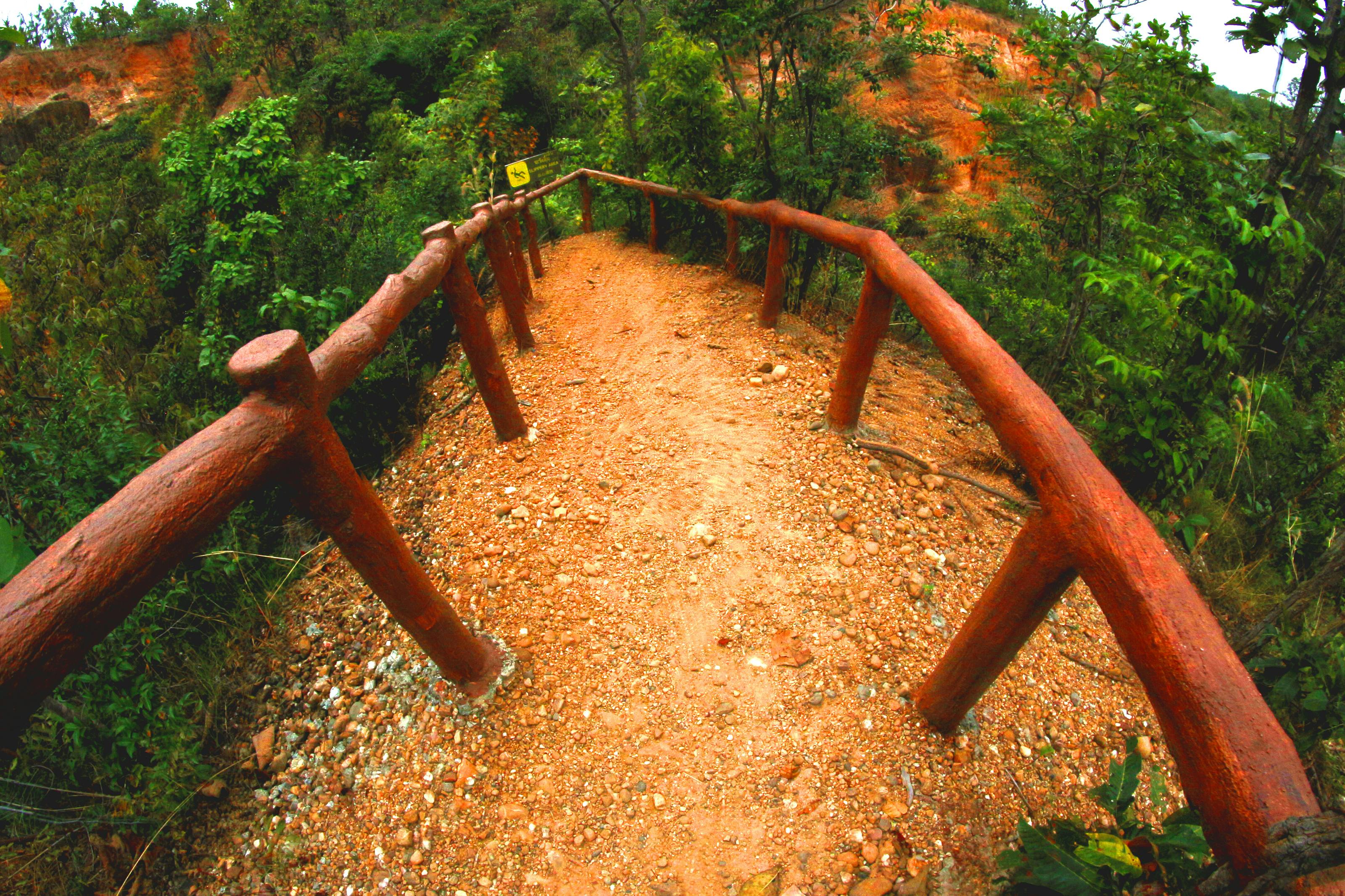 Dogs on a Pathway between Trees and Plants · Free Stock Photo