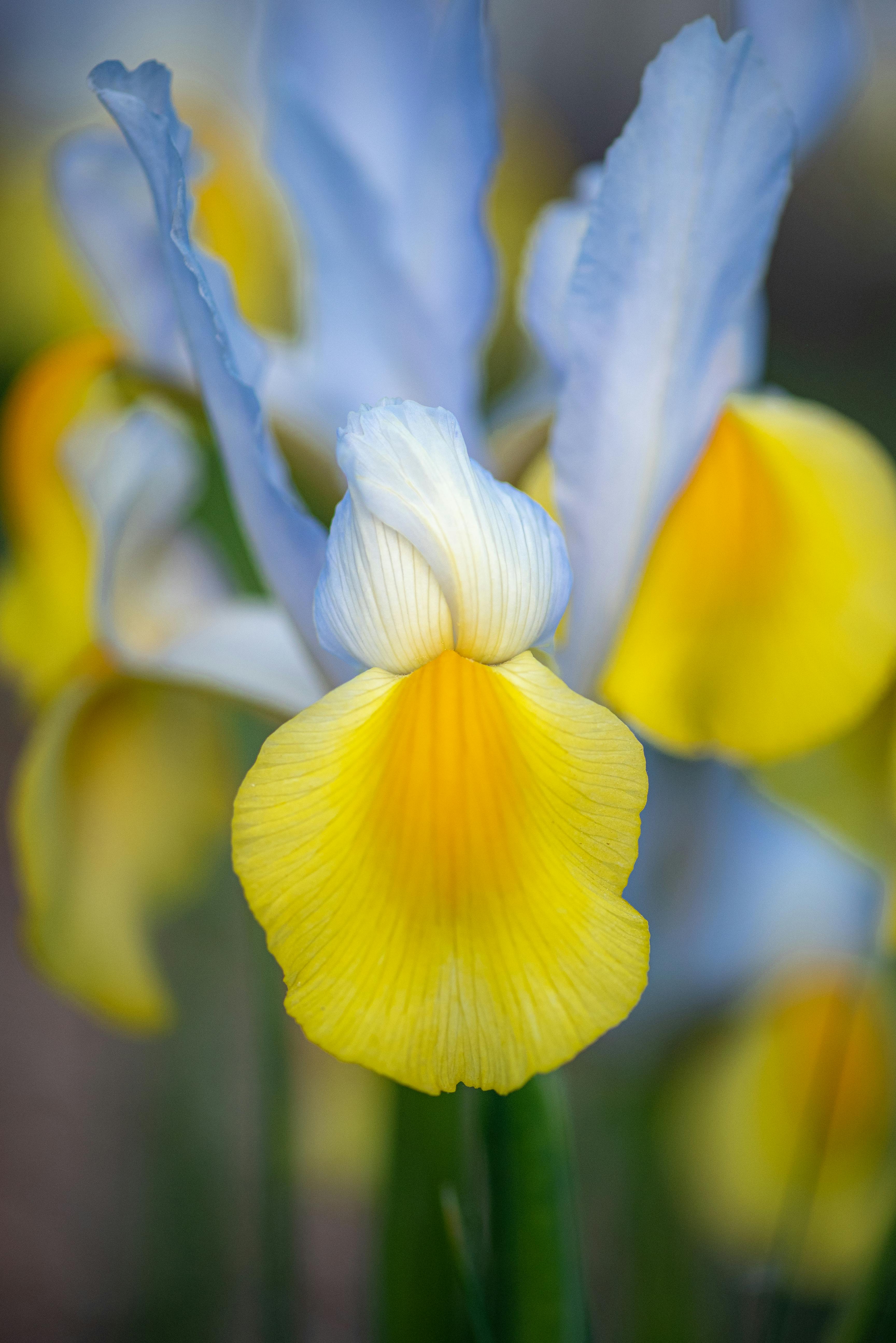 Gregory Wolf - Fotografie